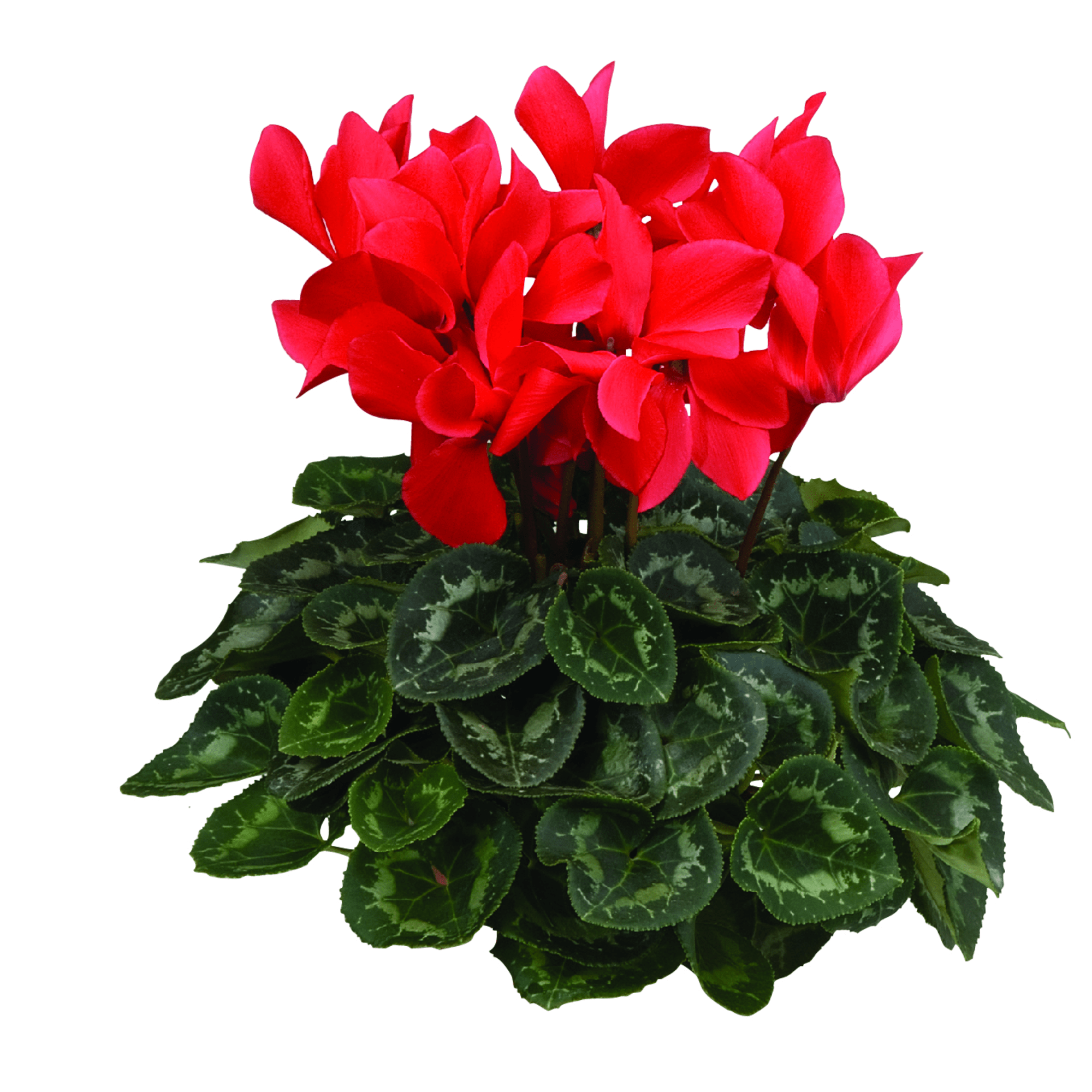 Rainier Scarlet | Syngenta Flowers