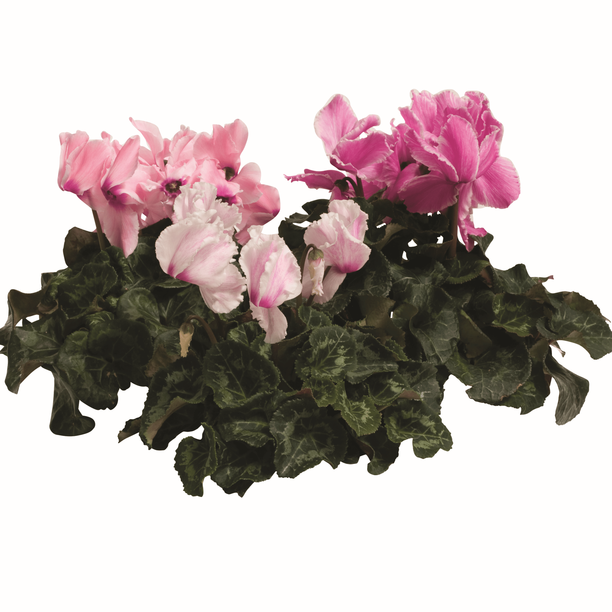Maxora Friller Early Flame Mix | Syngenta Flowers