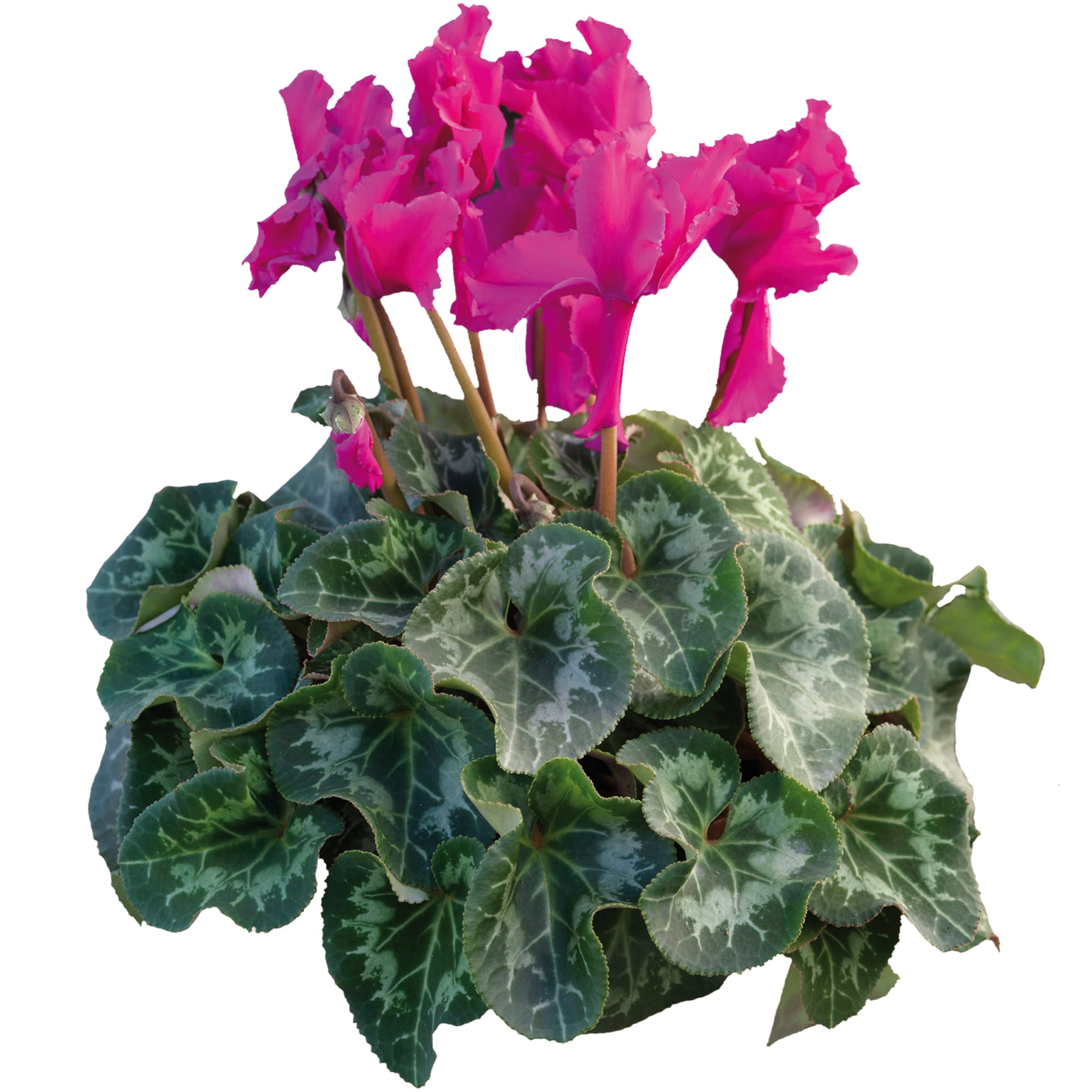 Maxora Friller Early Purple | Syngenta Flowers