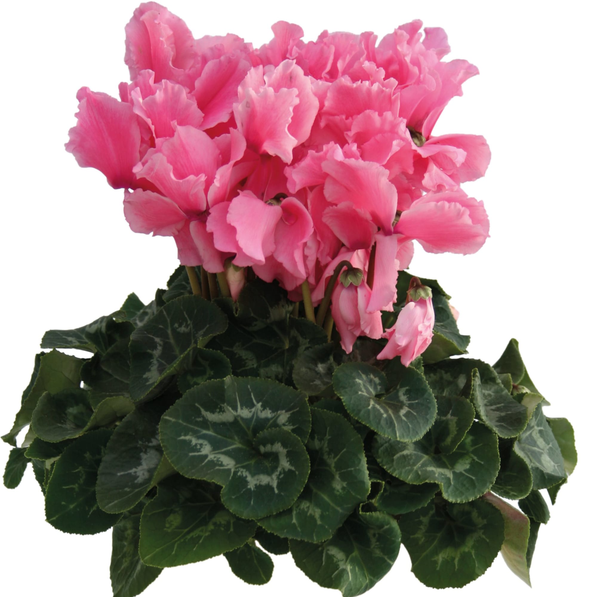 Maxora Friller Light Salmon | Syngenta Flowers