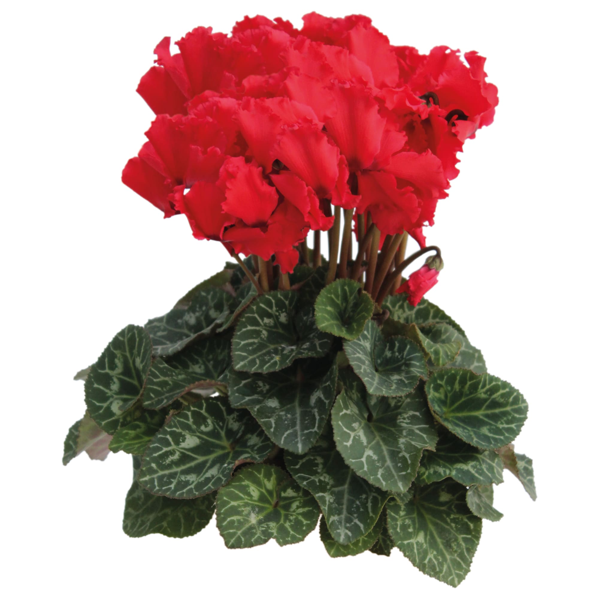 Maxora Friller Red | Syngenta Flowers
