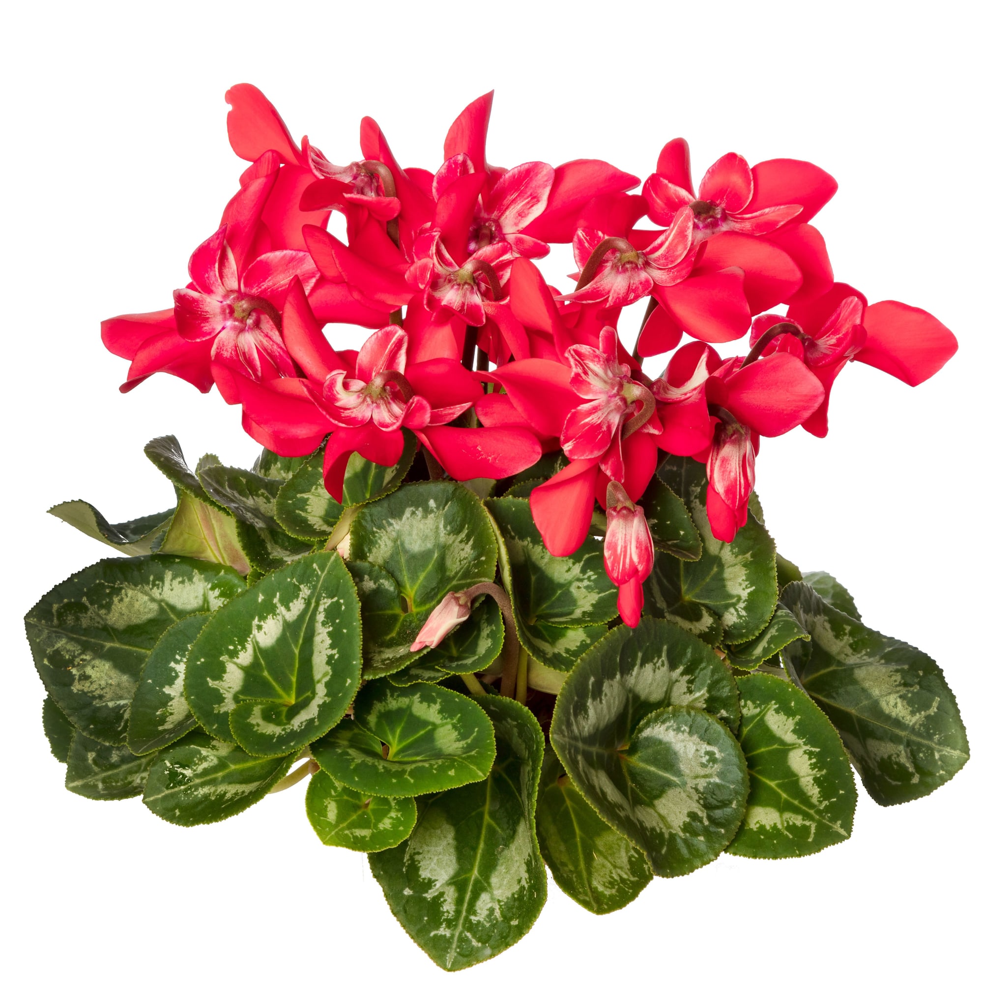 Fleur En Vogue Scarlet | Syngenta Flowers