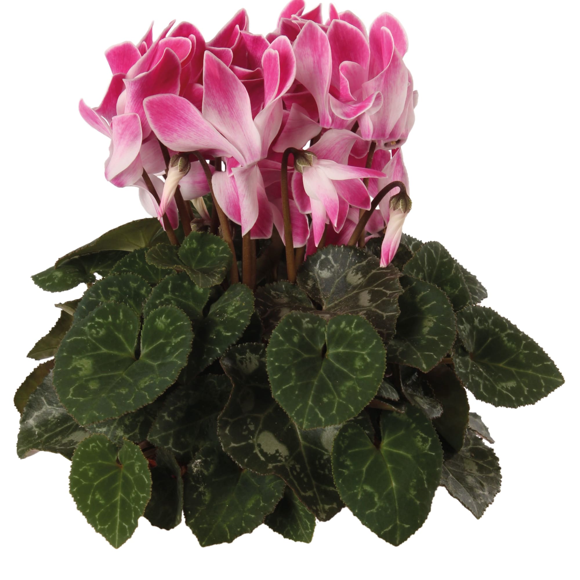 Merita Wine Red Flame | Syngenta Flowers