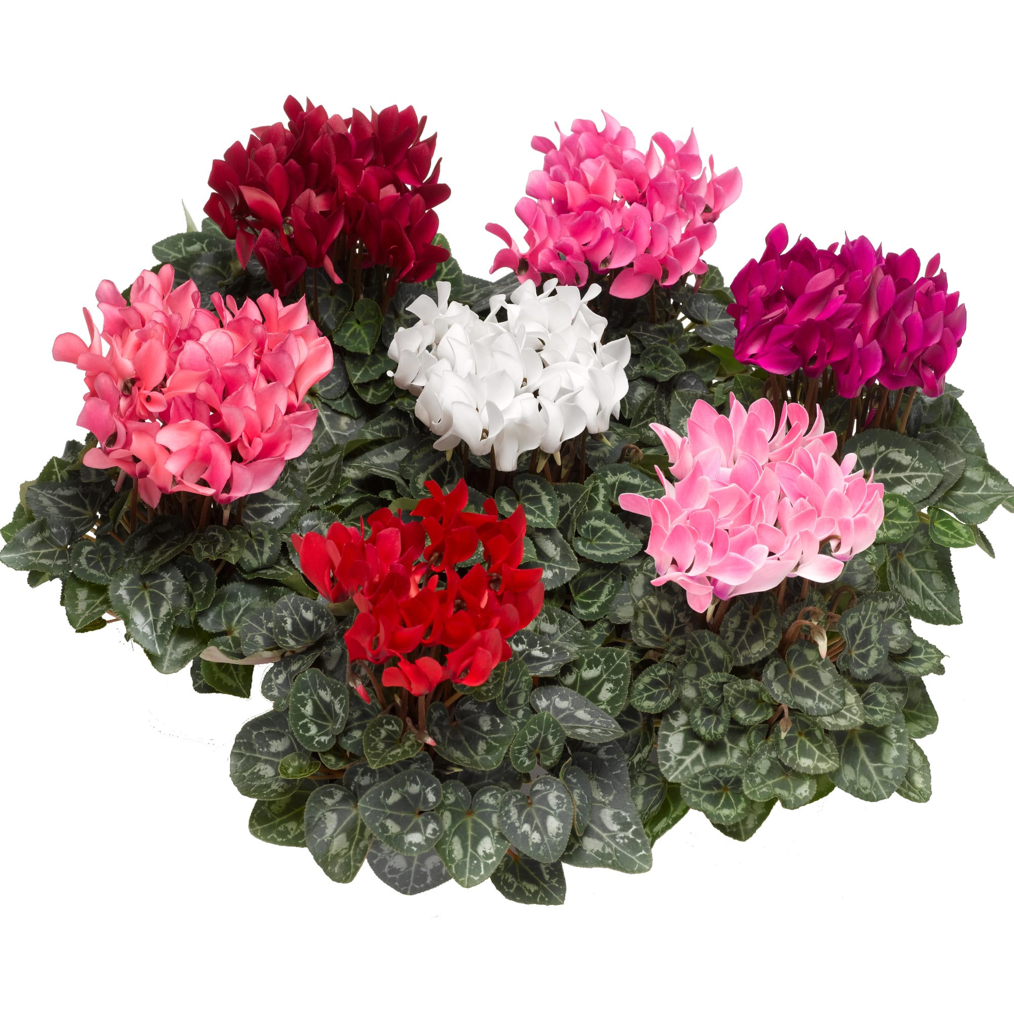 Winfall Mix | Syngenta Flowers