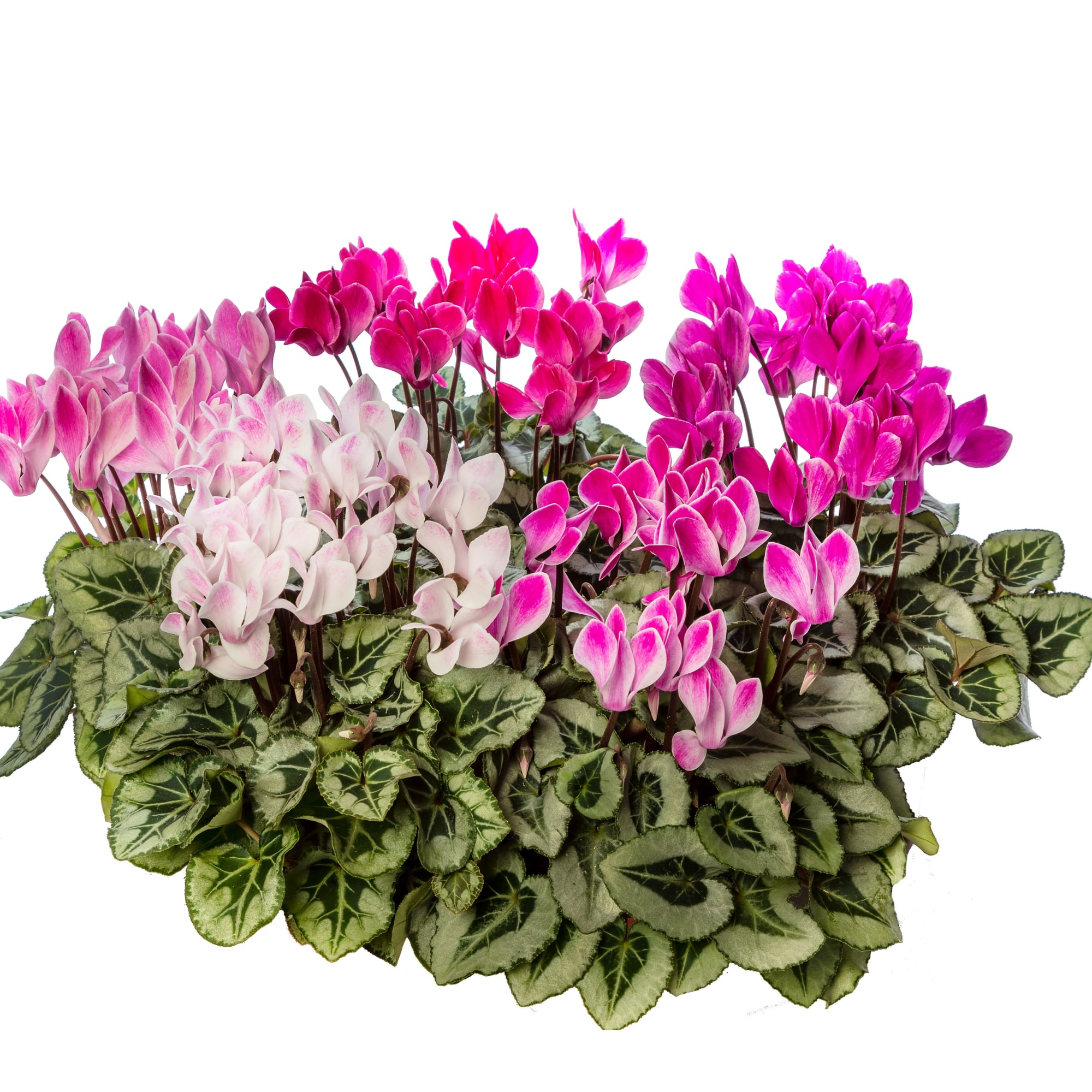 Silverado Purple Flame Mix | Syngenta Flowers