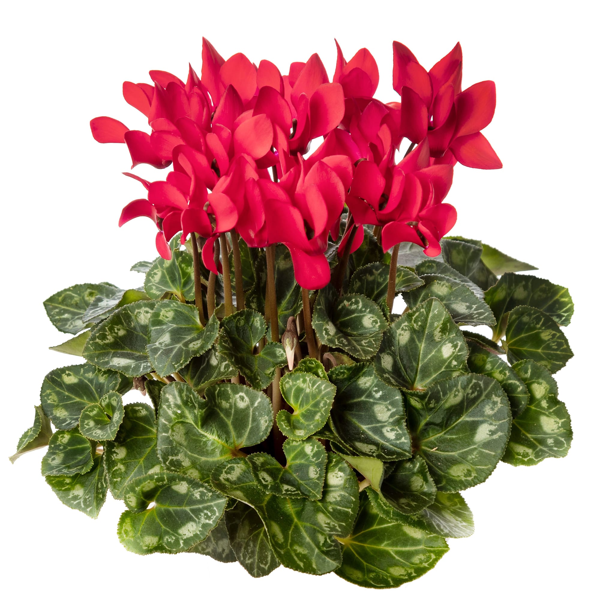 Facila Red | Syngenta Flowers