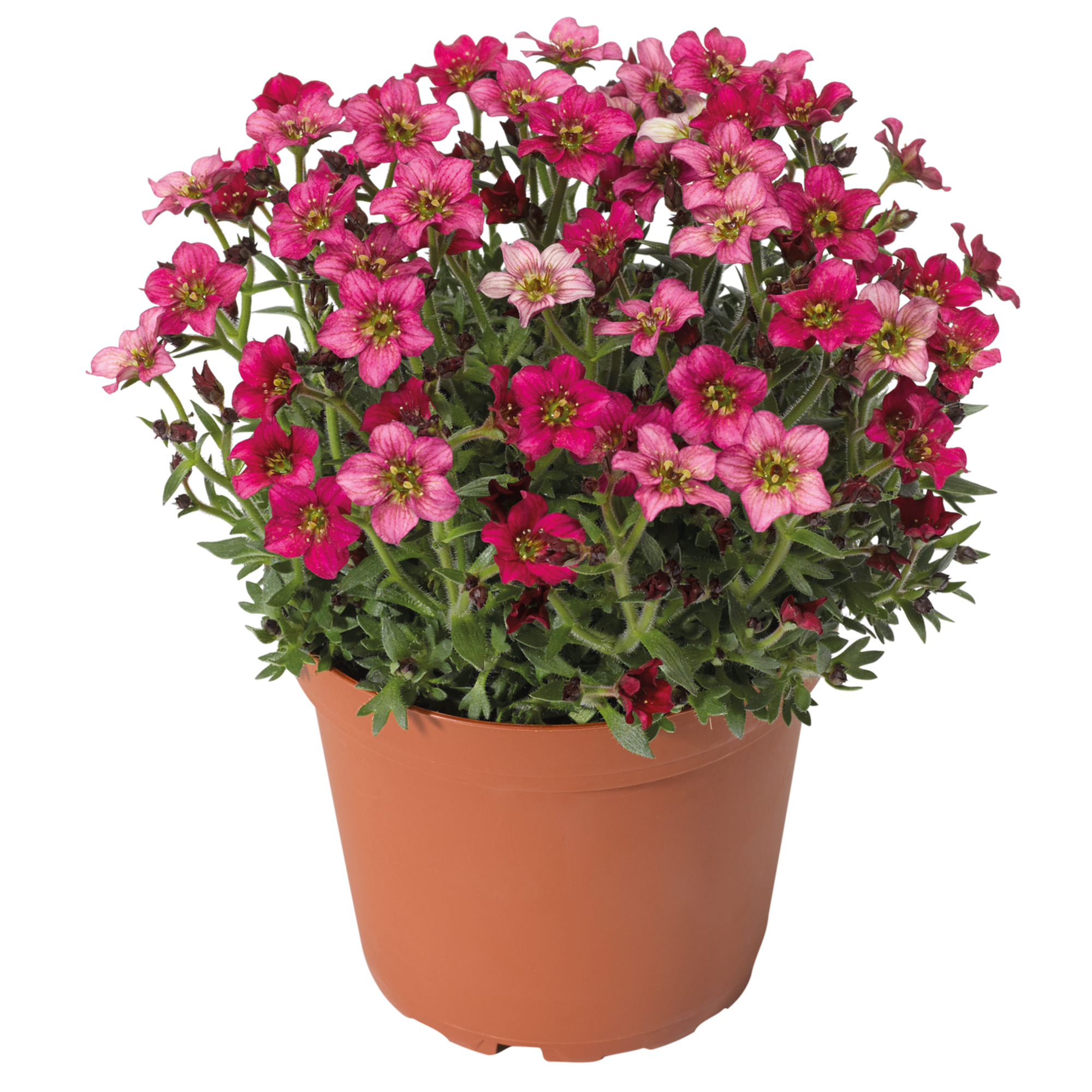 Alpino Deep Rose | Syngenta Flowers