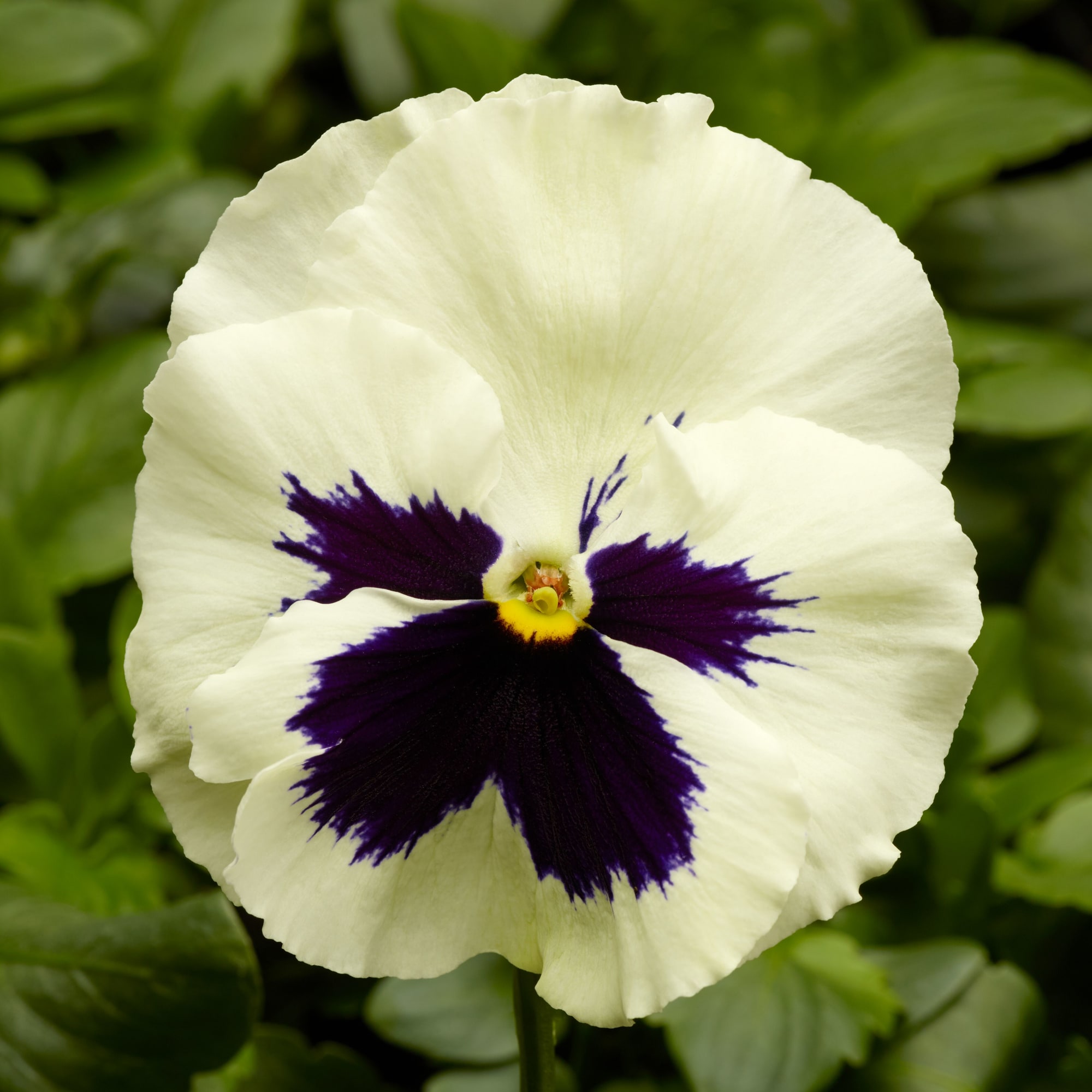 Fino White with Blotch | Syngenta Flowers