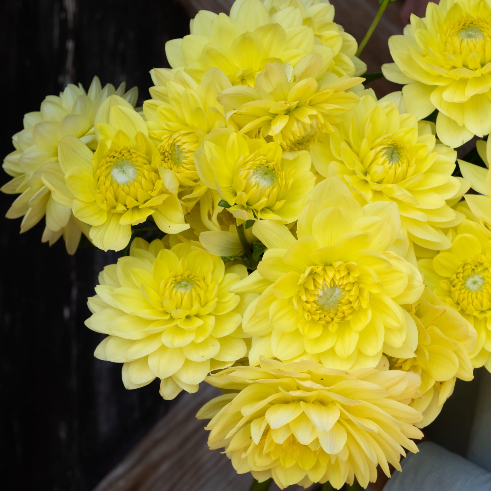 Collection Moon Lady | Syngenta Flowers