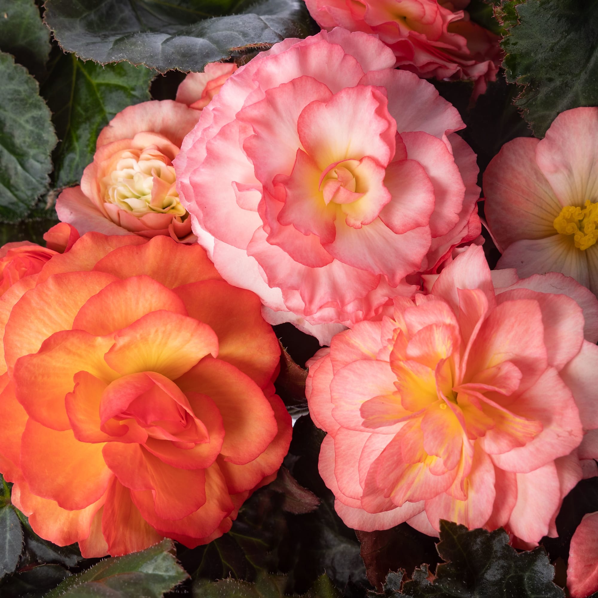 Limitless Sunrise | Syngenta Flowers
