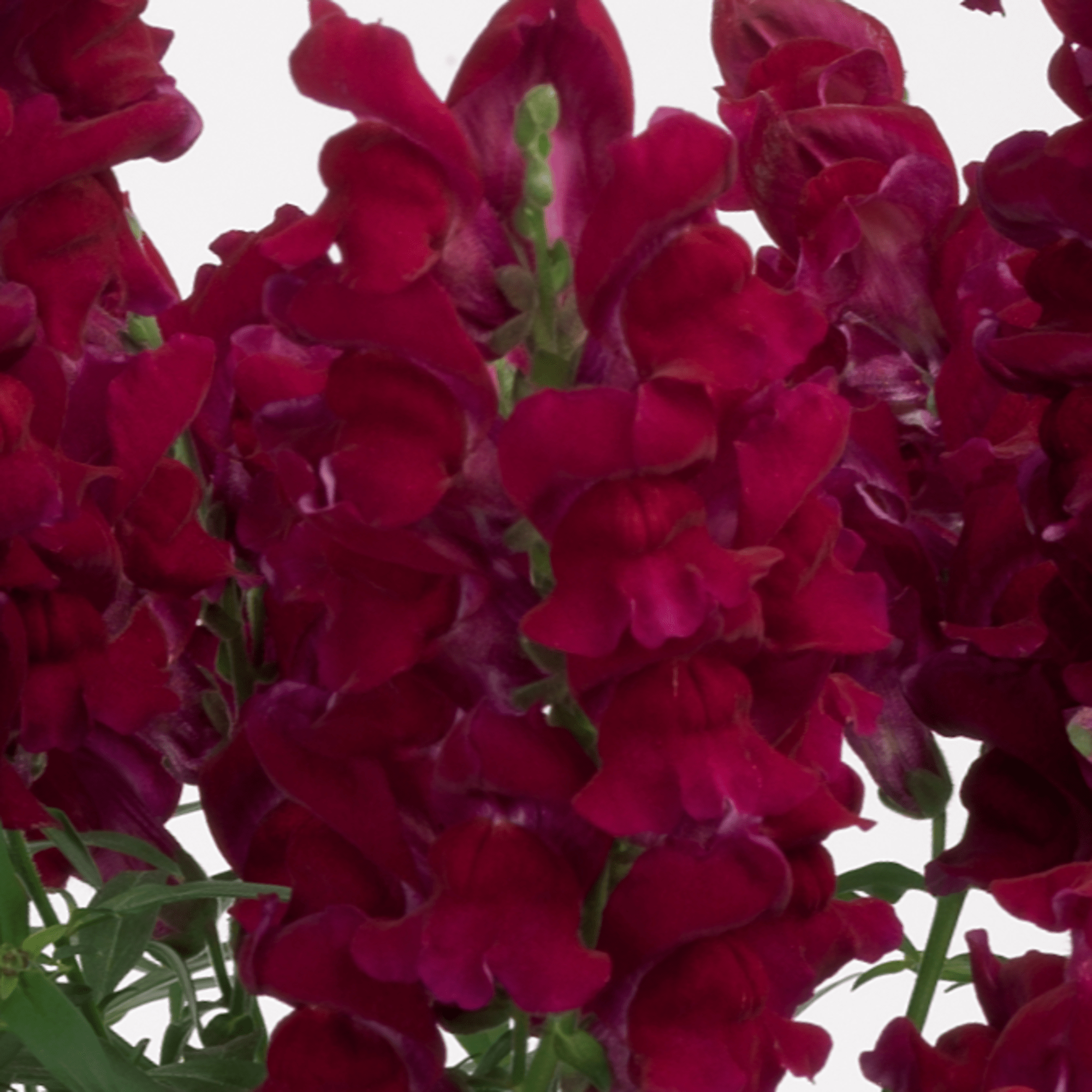 Arrow Deep Red | Syngenta Flowers