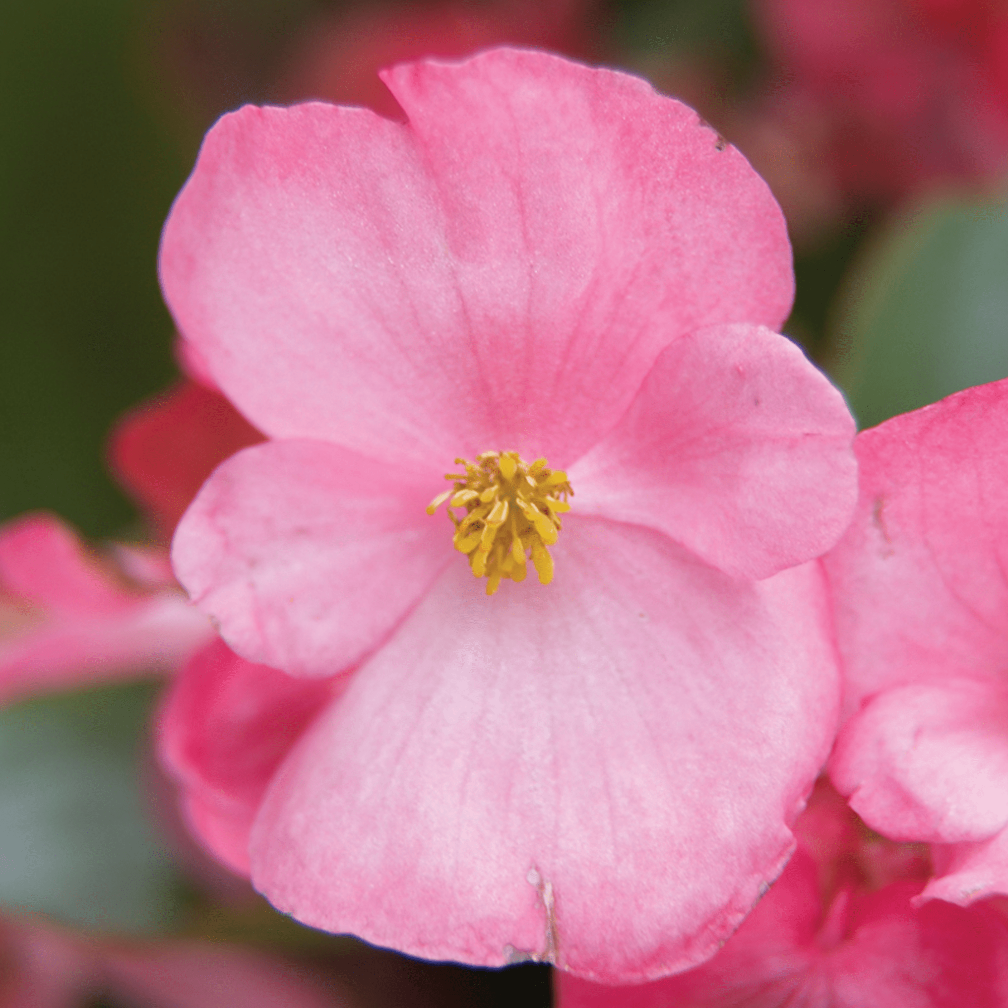 Volumia Pink | Syngenta Flowers