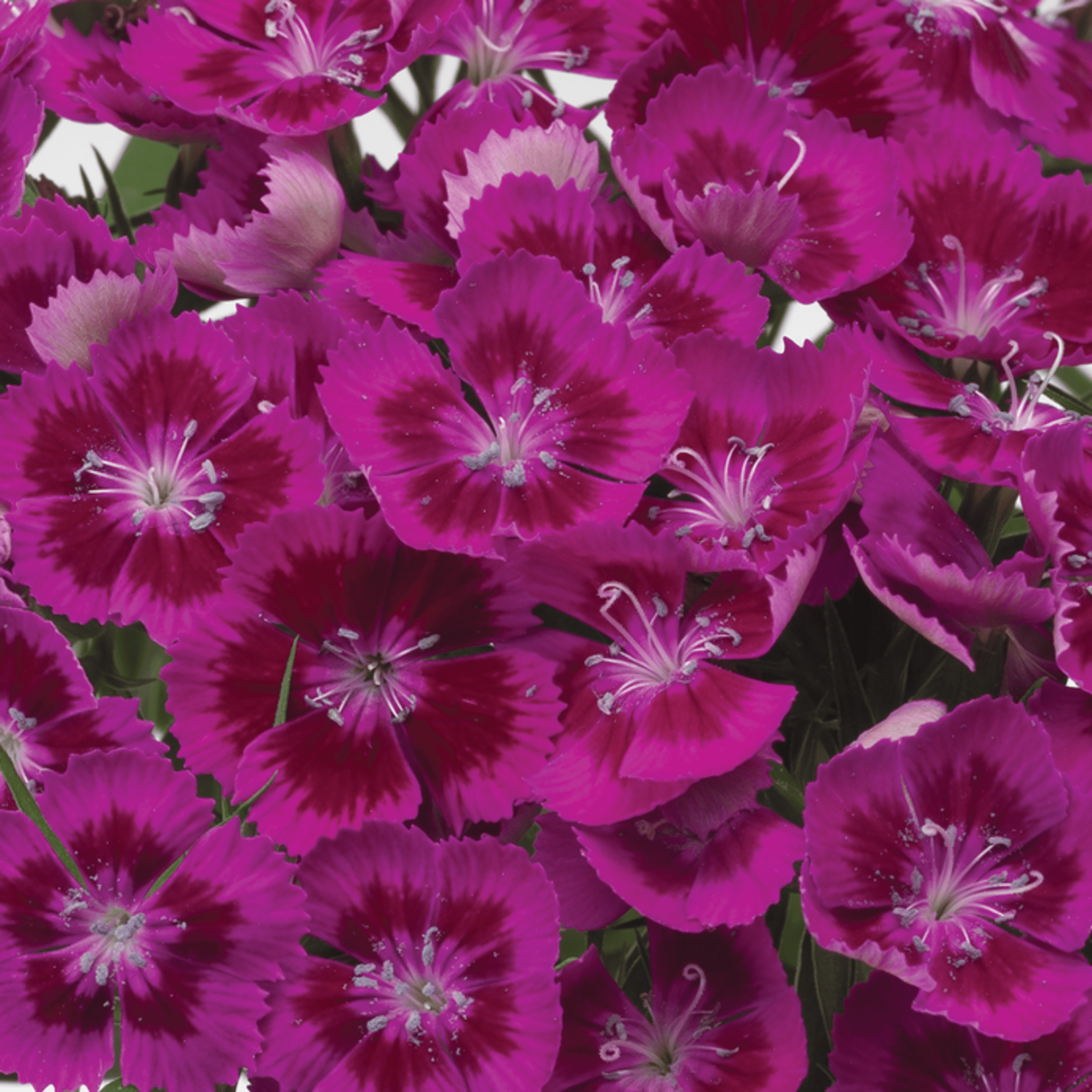 Diabunda Purple | Syngenta Flowers