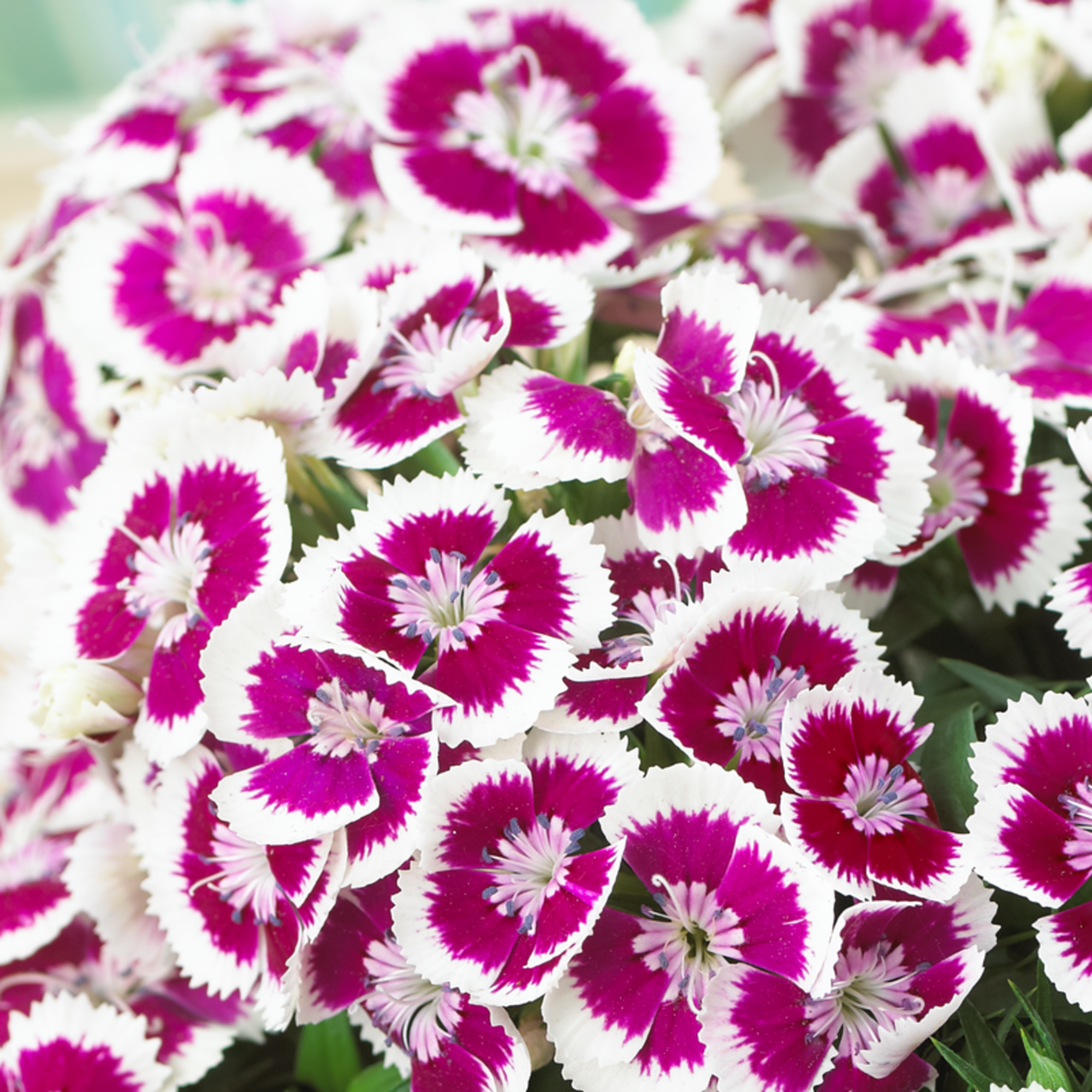 Diabunda Pink Pearl | Syngenta Flowers