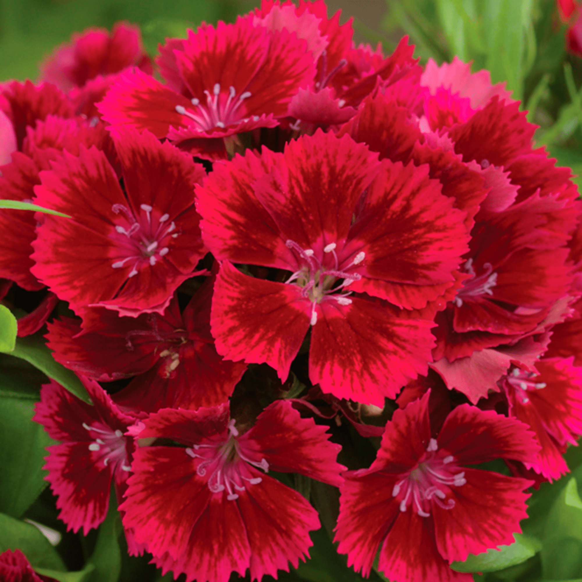 Diabunda Red | Syngenta Flowers
