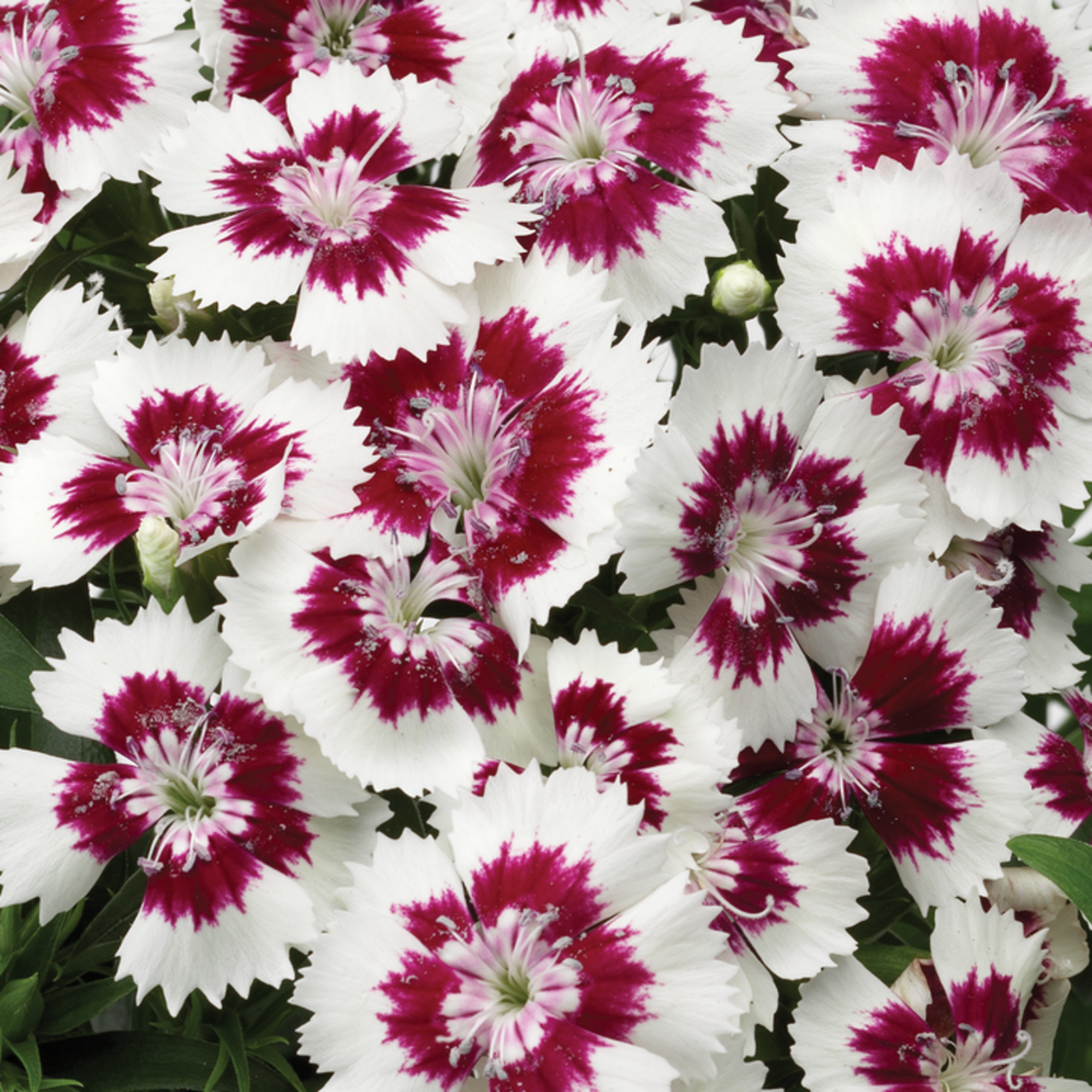 Diabunda Red Picotee | Syngenta Flowers