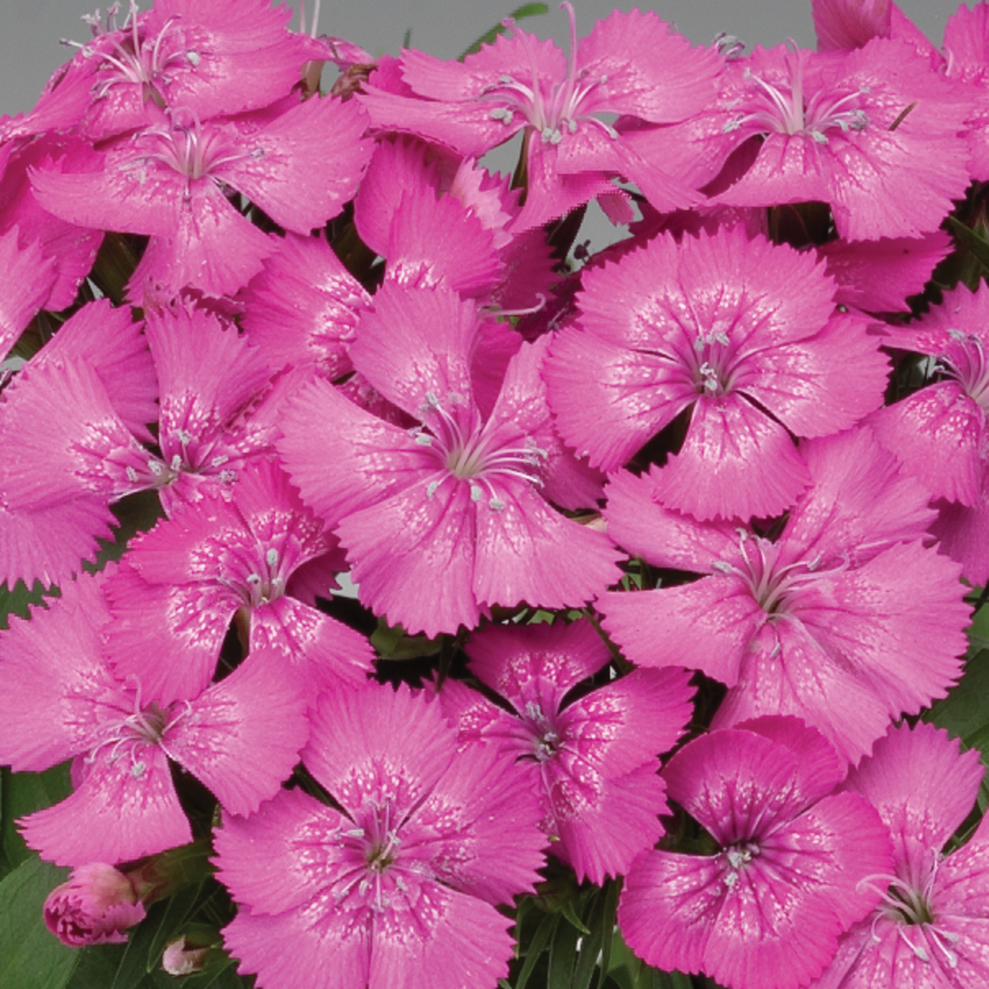 Diabunda Pink Pearl | Syngenta Flowers