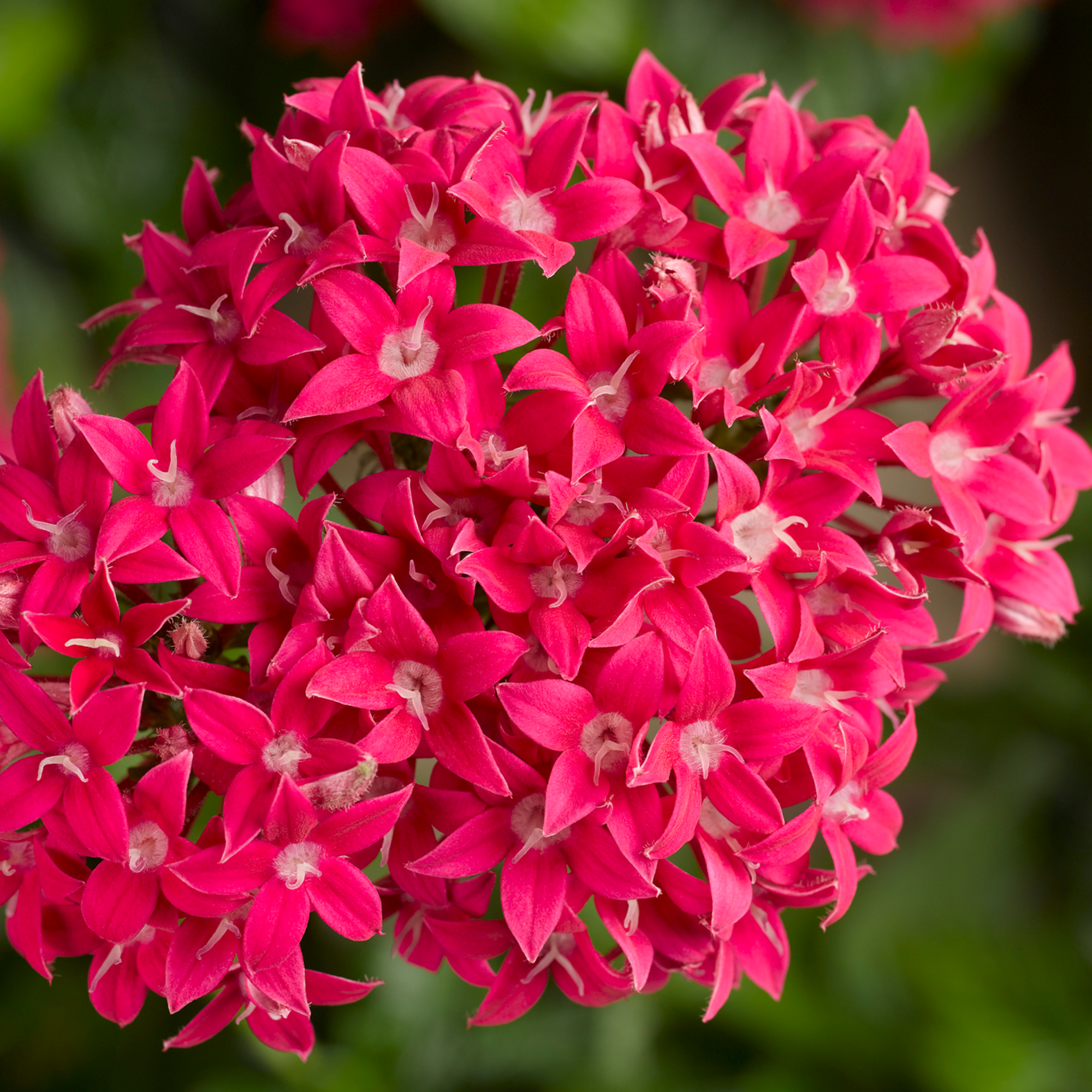 BeeBright Lipstick | Syngenta Flowers