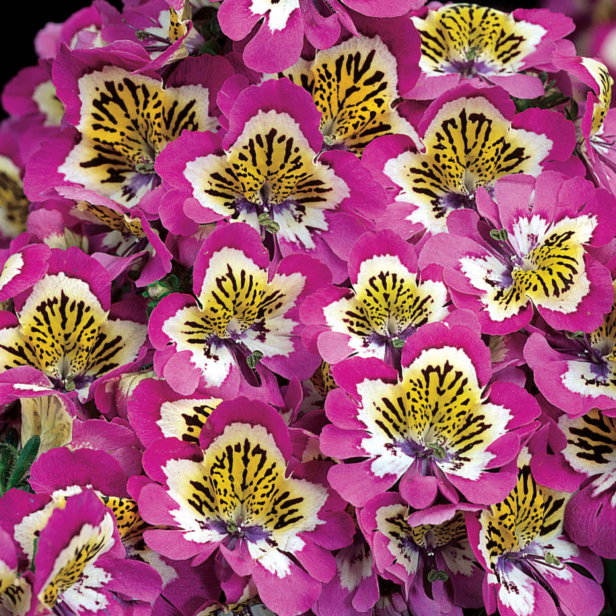 Atlantis Lilac Bicolor | Syngenta Flowers