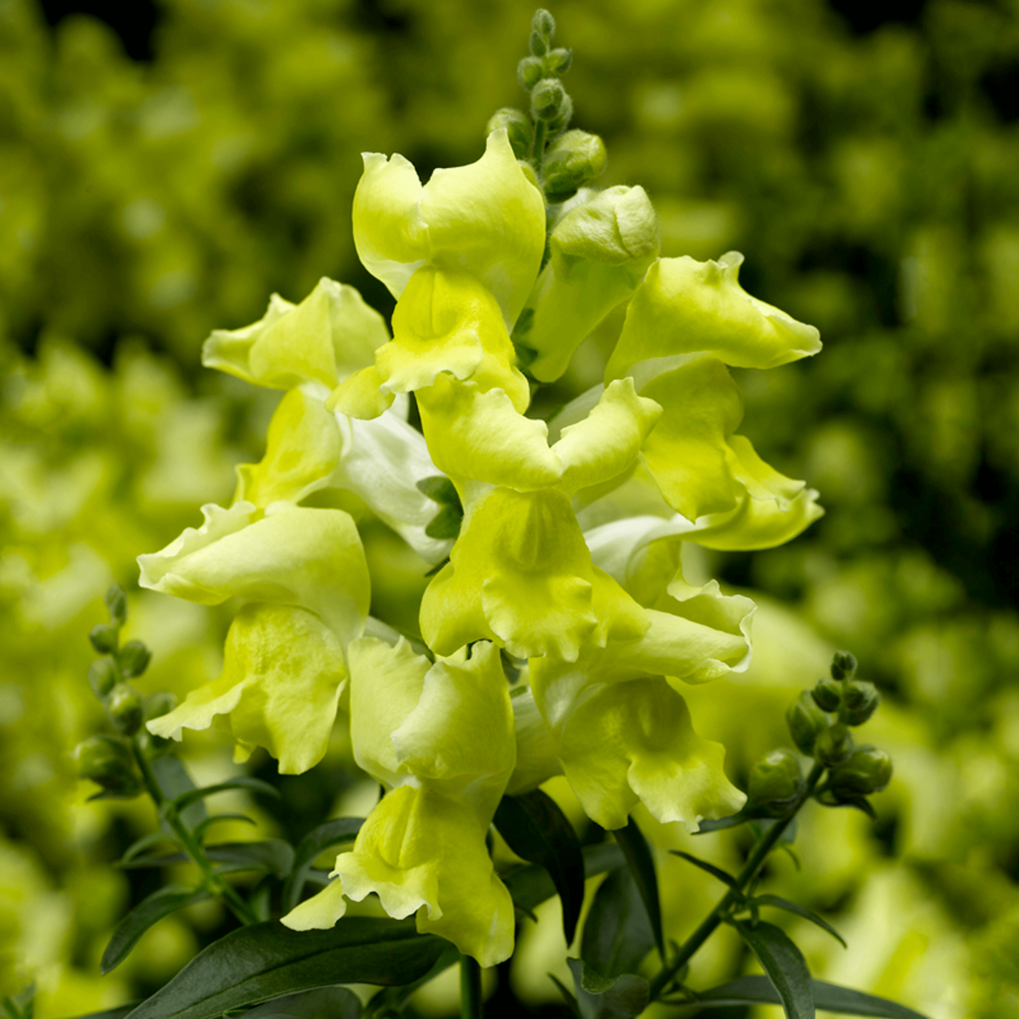 Snaptini Yellow | Syngenta Flowers