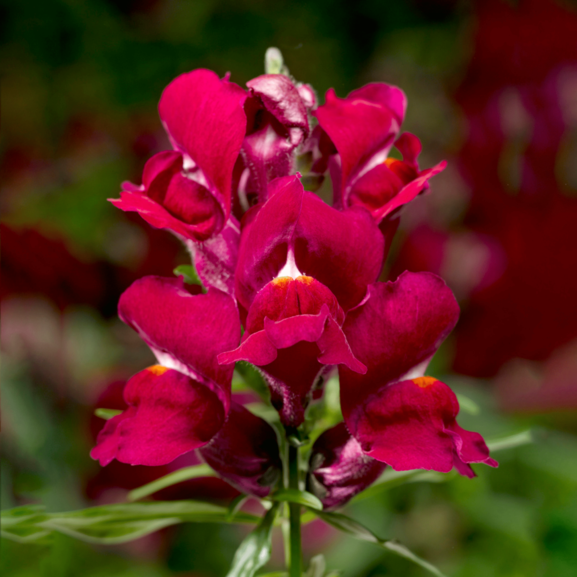 Snaptini Mix | Syngenta Flowers