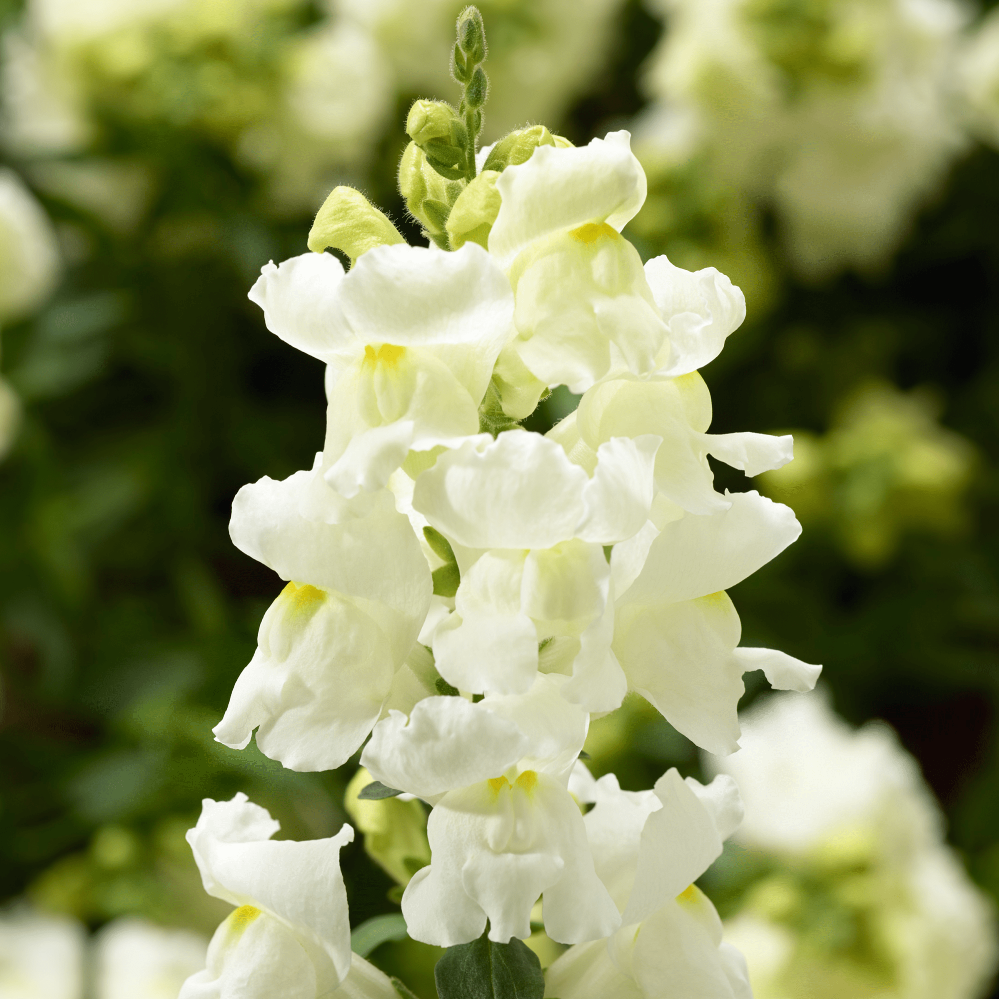 Snaptini Mix | Syngenta Flowers