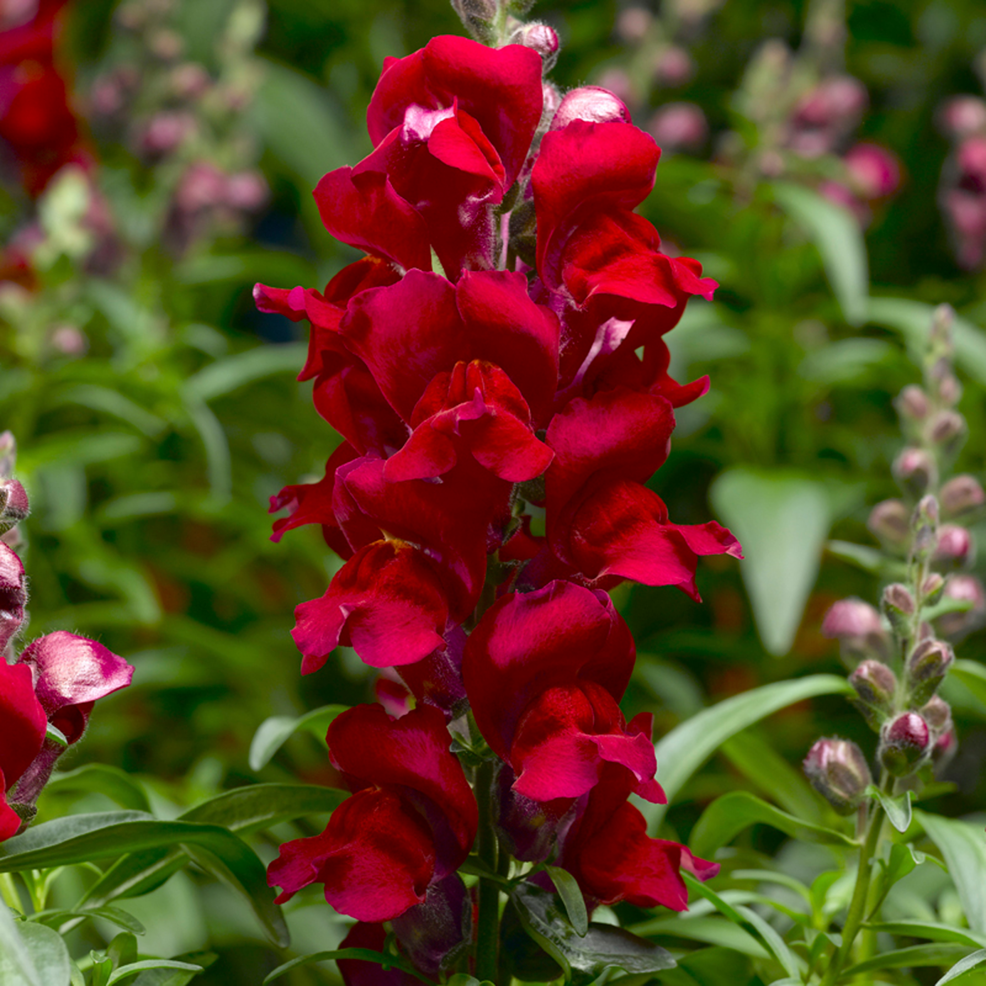 Snaptastic Scarlet Orange | Syngenta Flowers