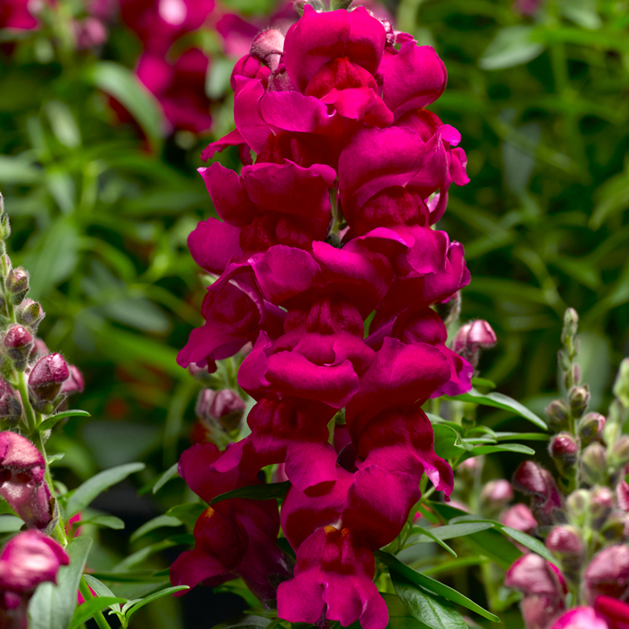 Snaptastic Scarlet Orange | Syngenta Flowers
