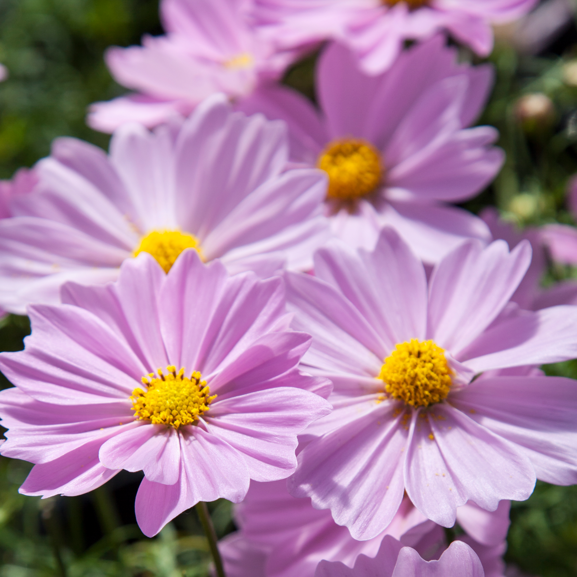 Apollo Pink | Syngenta Flowers