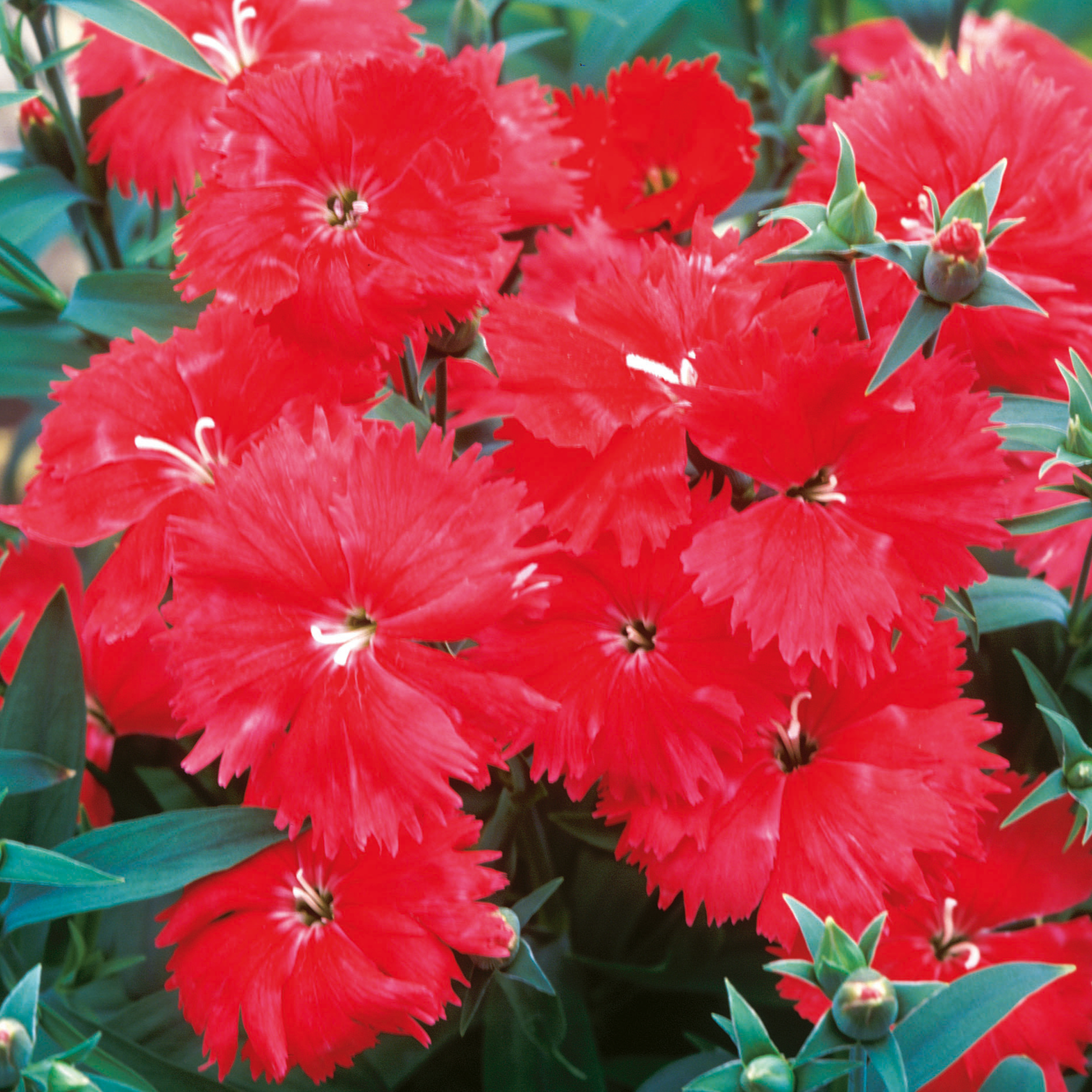 Charm Scarlet | Syngenta Flowers