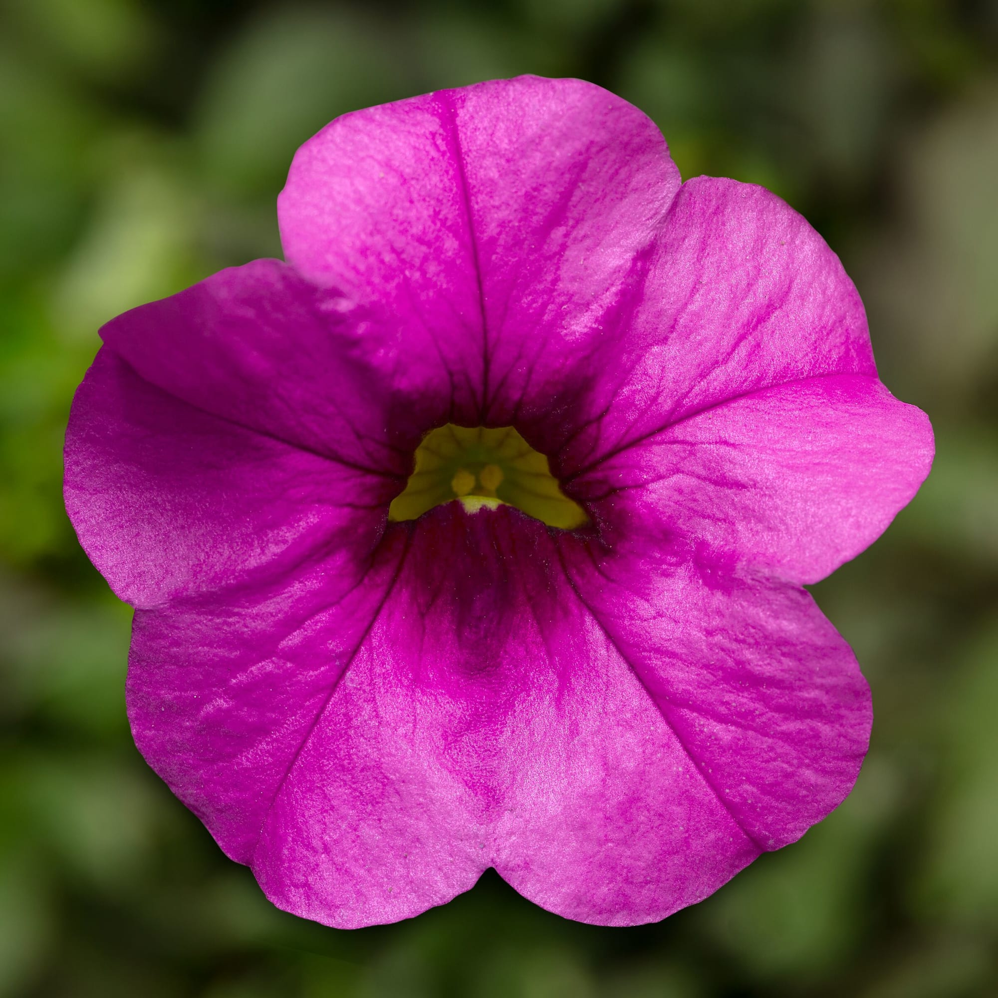Cabrio Pink | Syngenta Flowers