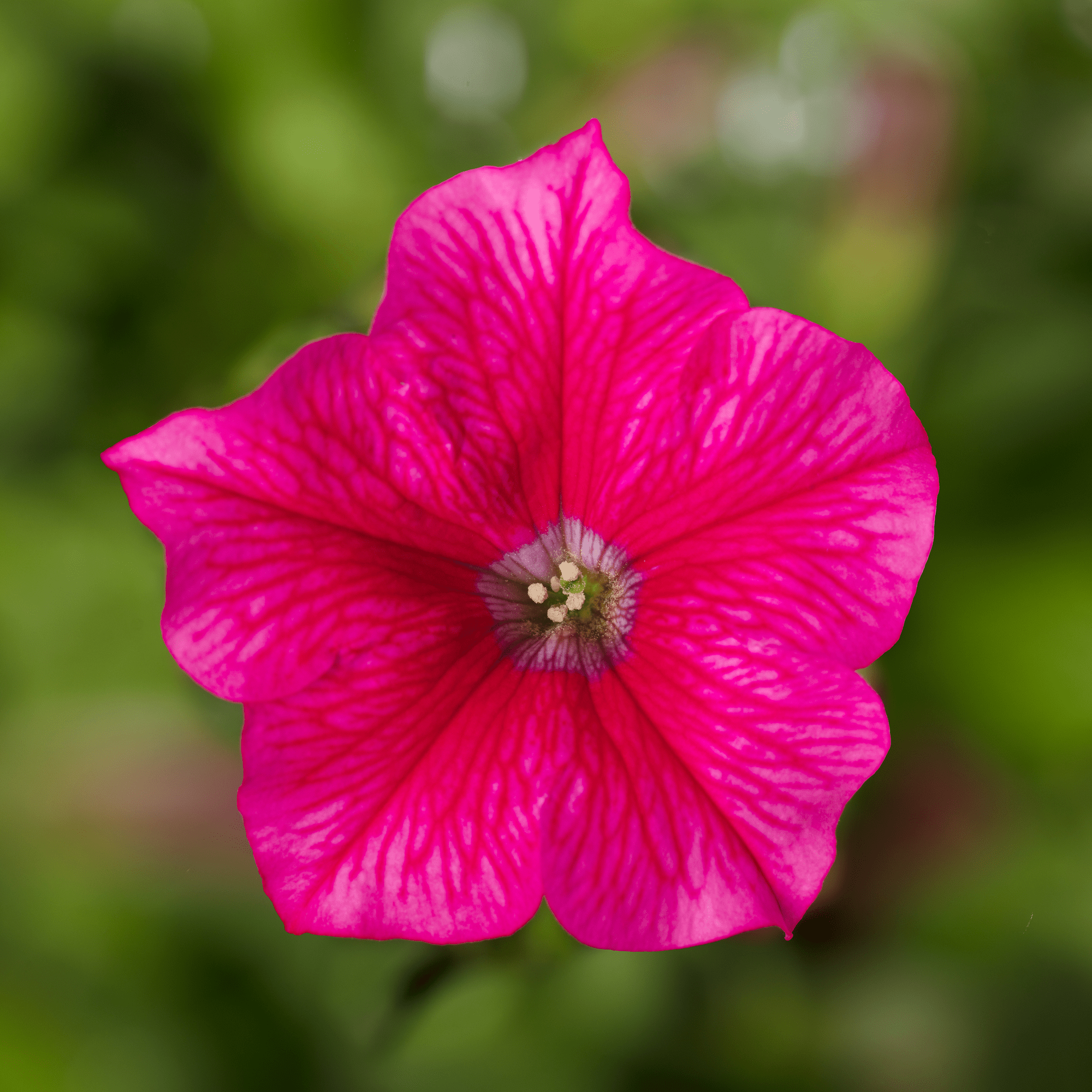 Sanguna Mega Rose Vein | Syngenta Flowers