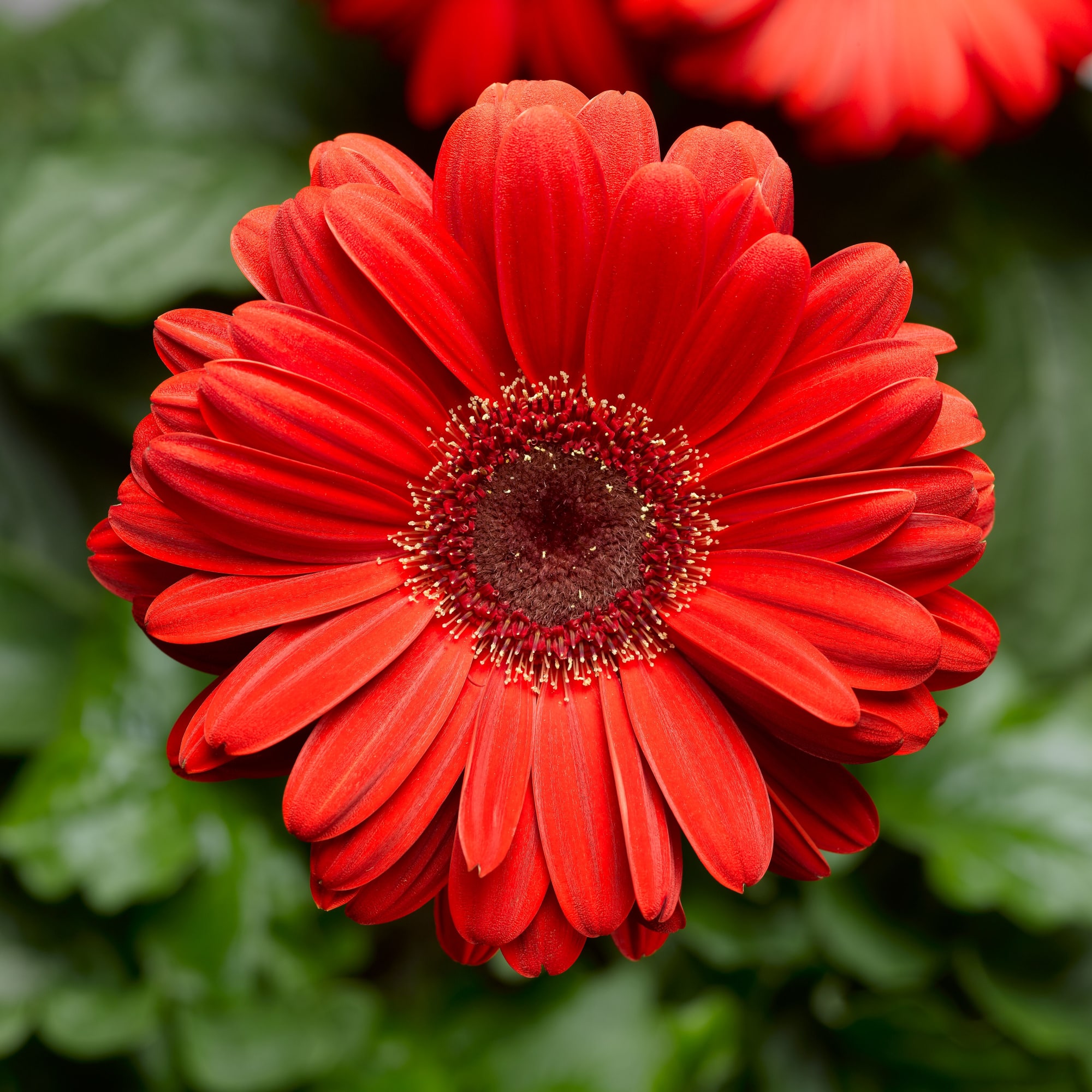 Bengal Red with Eye | Syngenta Flowers