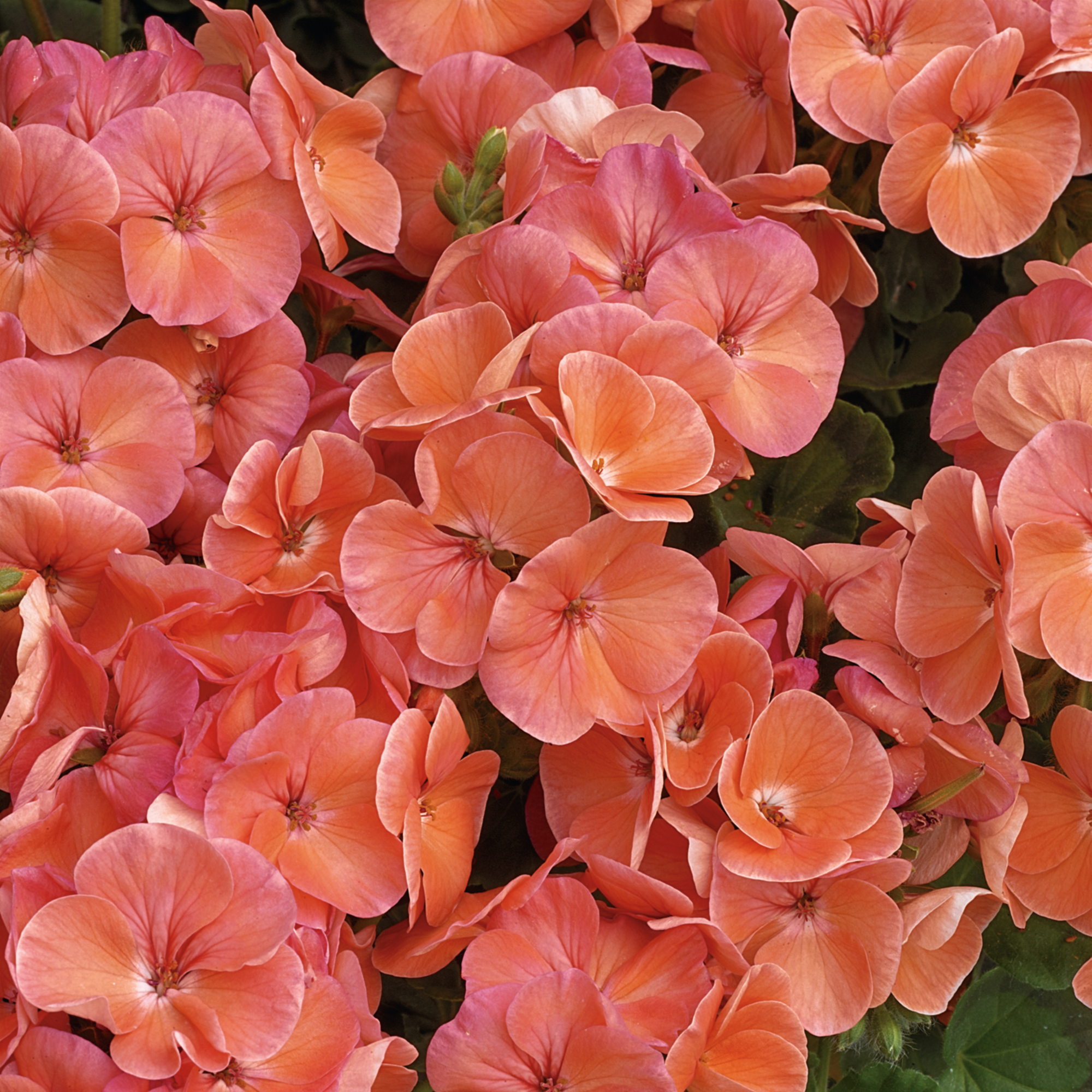 Multibloom Salmon | Syngenta Flowers