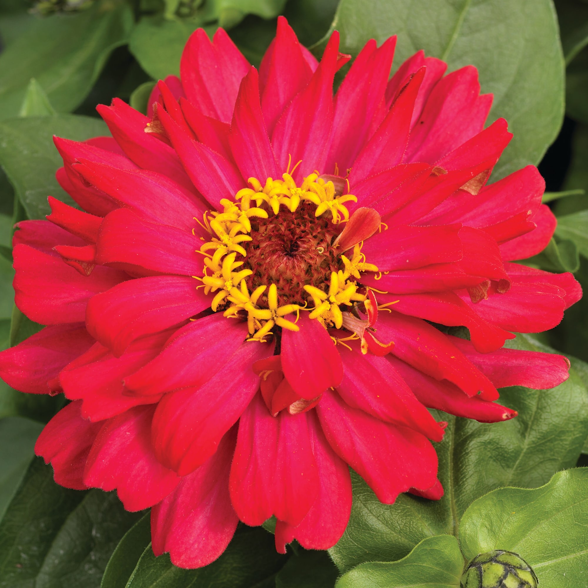 Short Stuff Coral | Syngenta Flowers