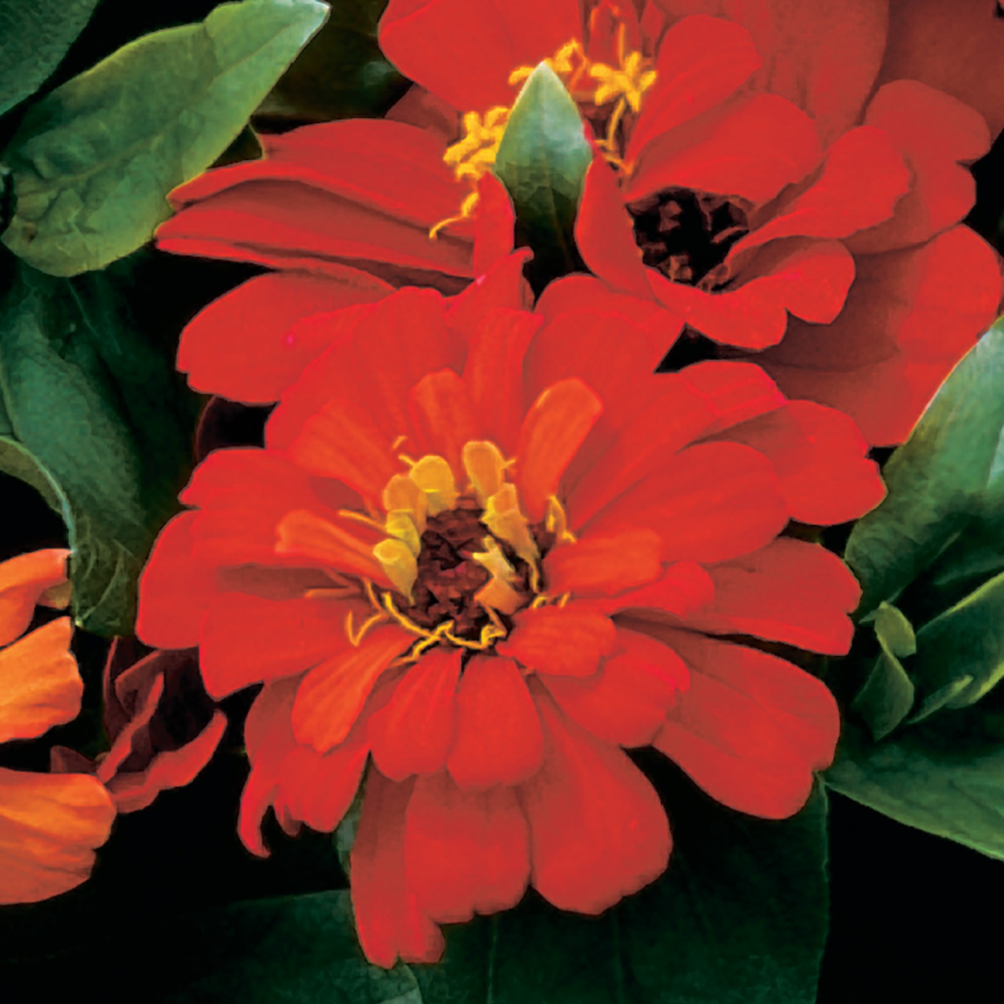 Short Stuff Deep Red | Syngenta Flowers