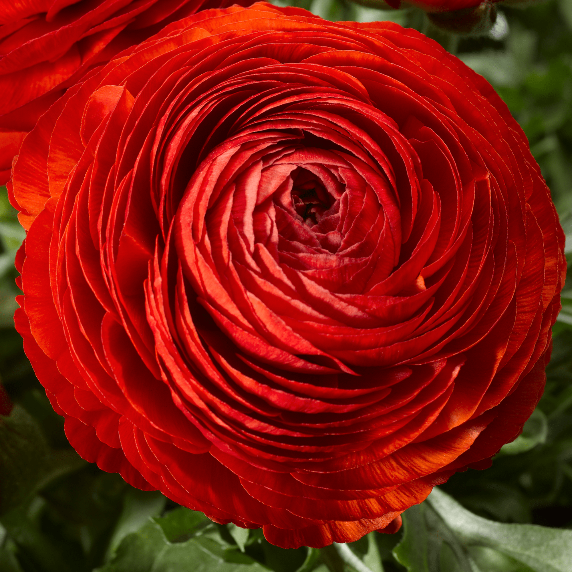 Maché Red | Syngenta Flowers