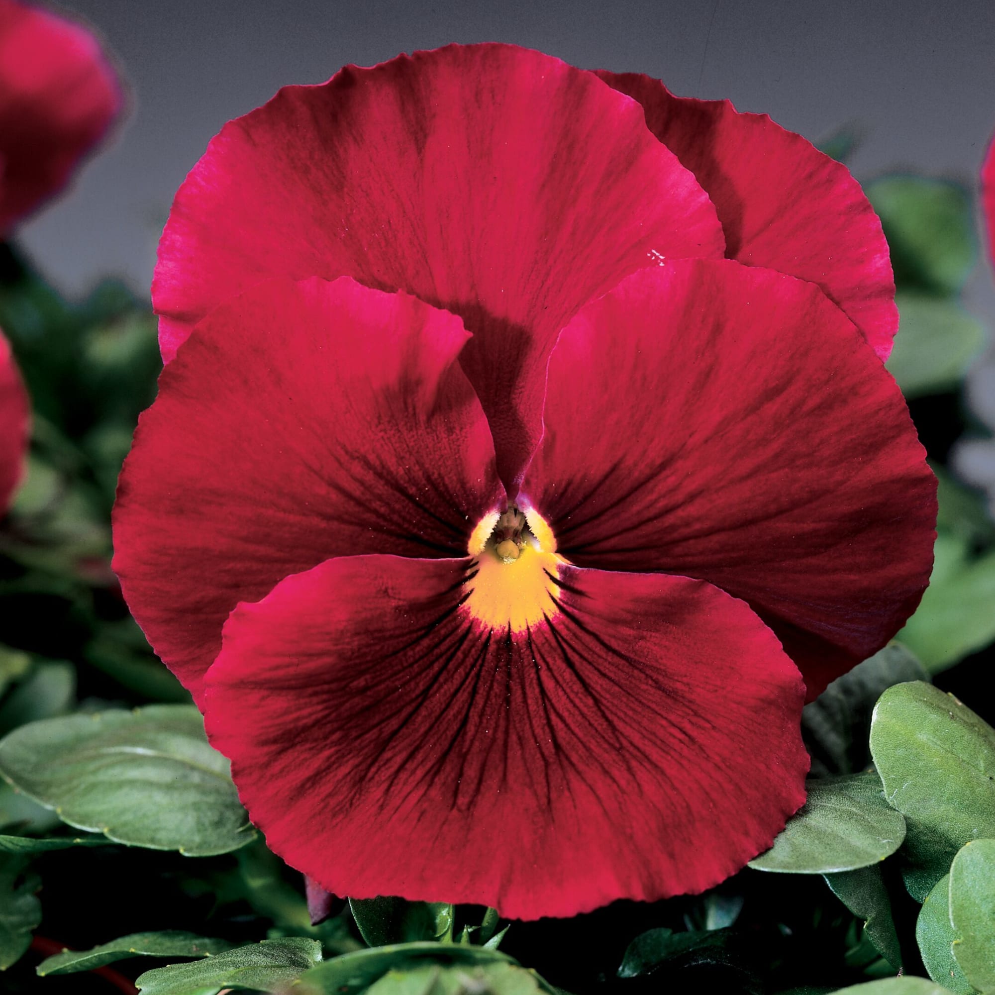 Delta Pure Rose | Syngenta Flowers