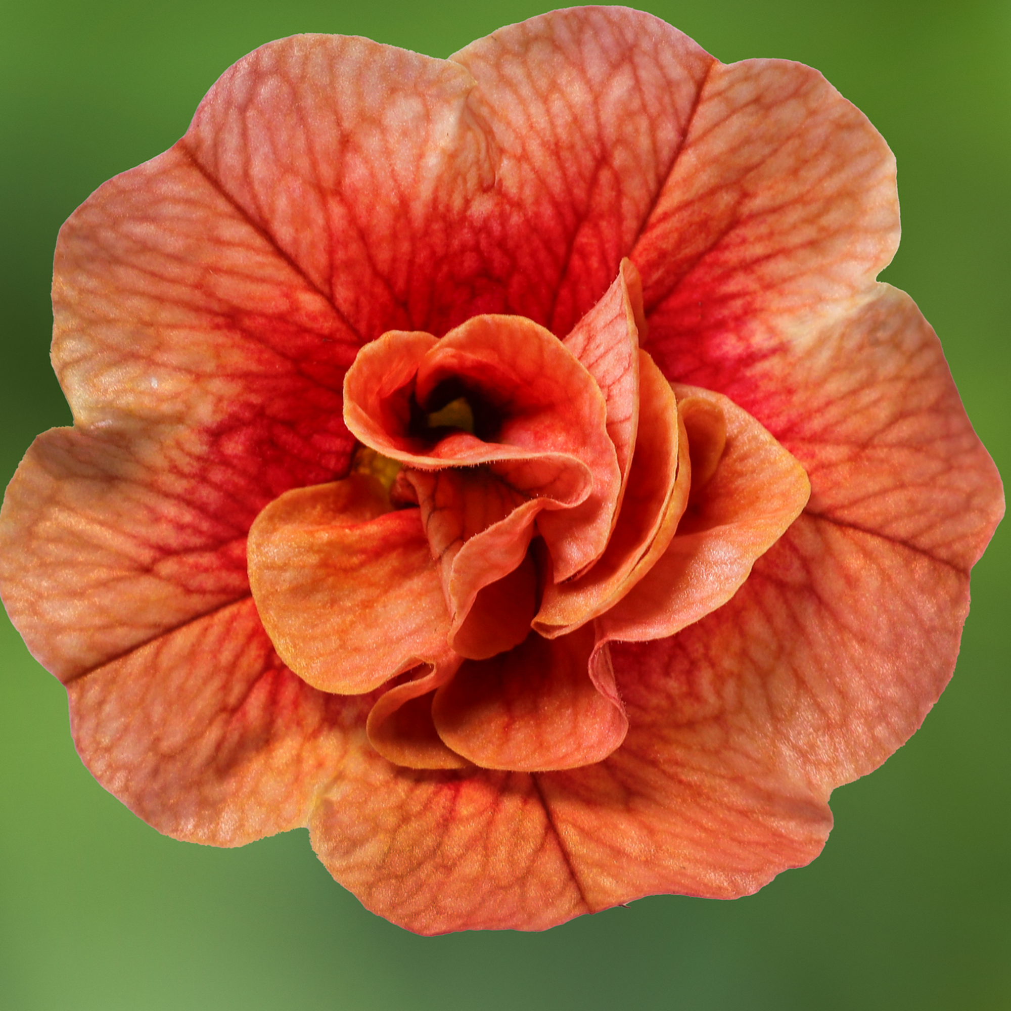 Callie Double Orange Red | Syngenta Flowers
