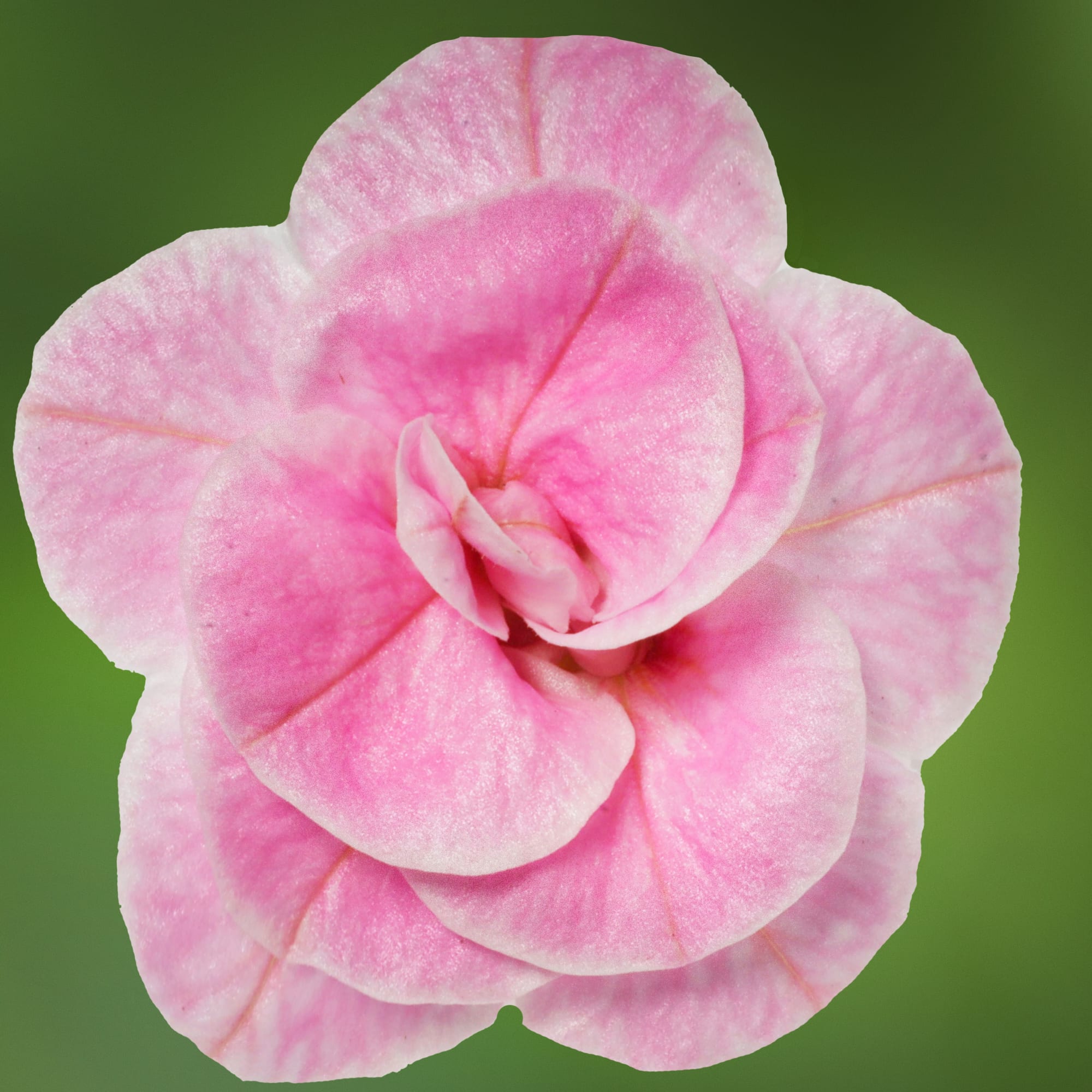 Callie Double Pastel Pink | Syngenta Flowers