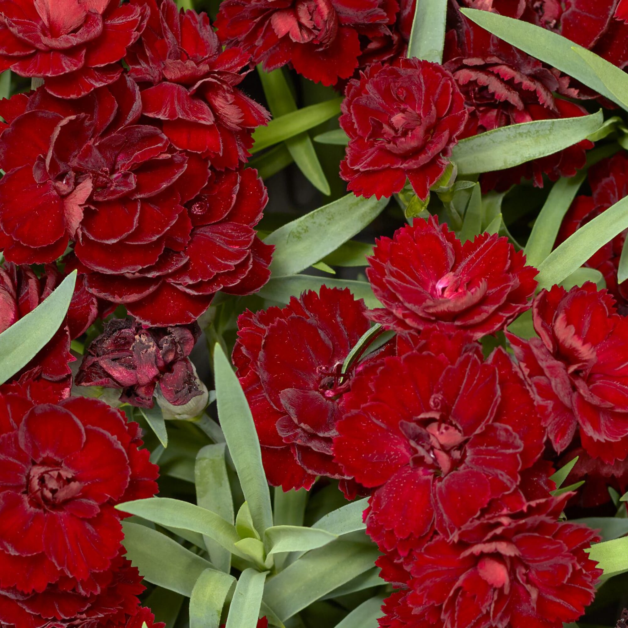 Suncharm Dark Red | Syngenta Flowers
