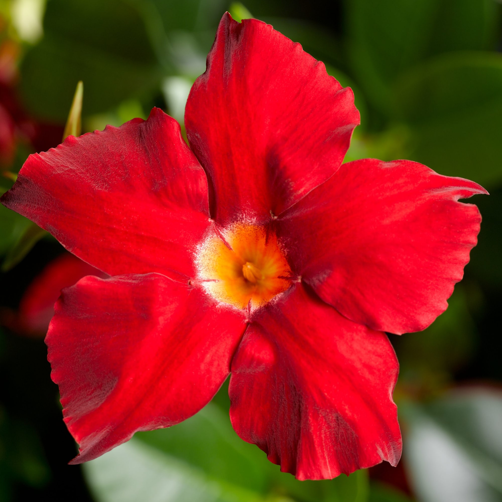 Rio Elegant Coral Pink | Syngenta Flowers