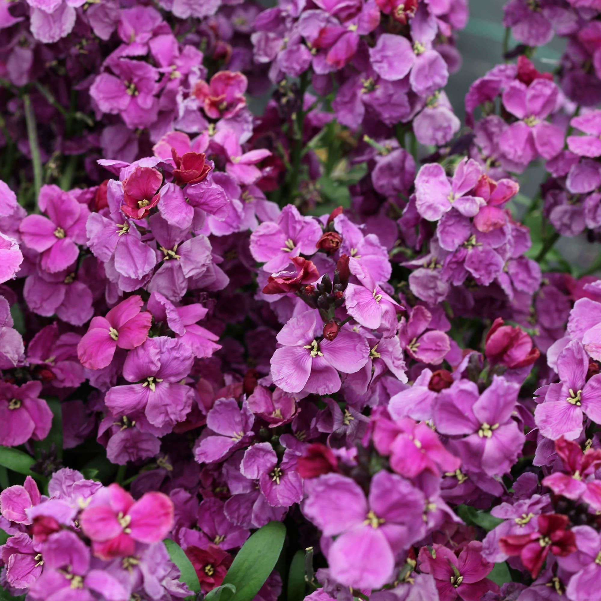 Sugar Rush Purple Bicolor | Syngenta Flowers