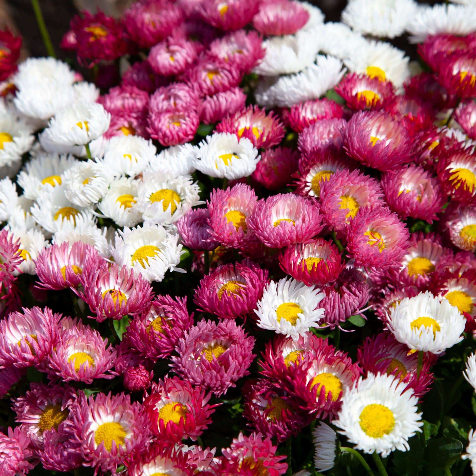 Bam Bam Mix | Syngenta Flowers