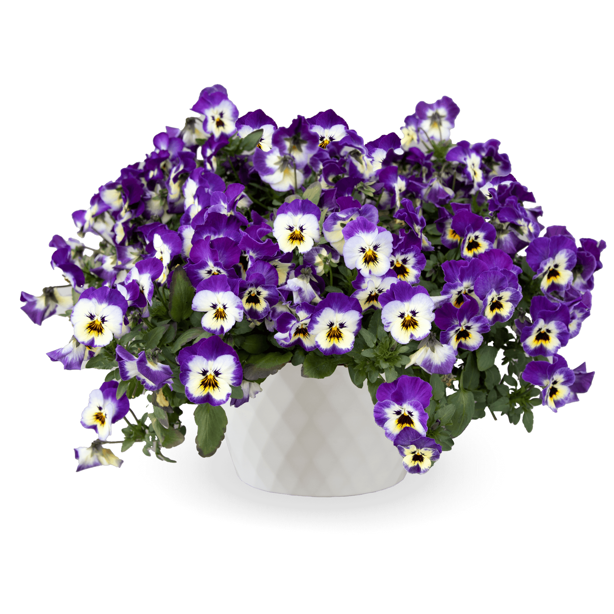 Freefall XL Blue Picotee Shades | Syngenta Flowers