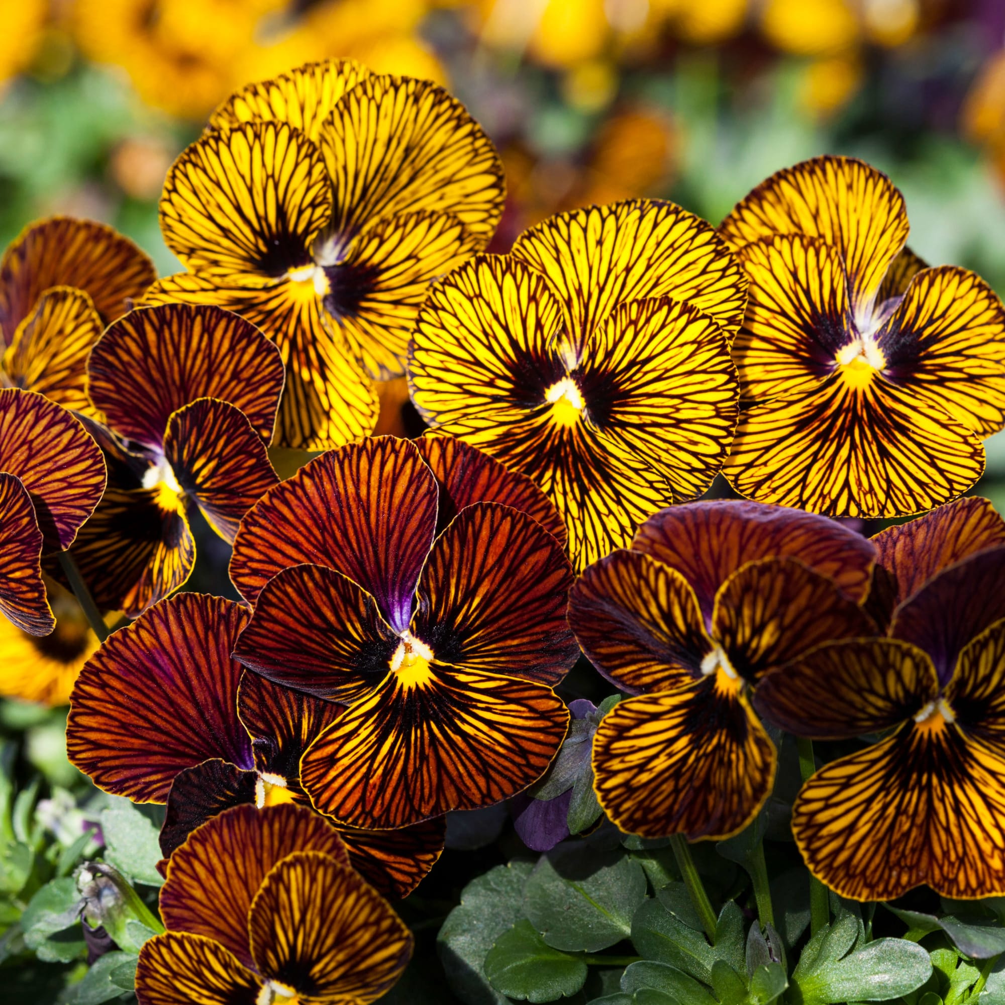 Tiger Eye Mix | Syngenta Flowers