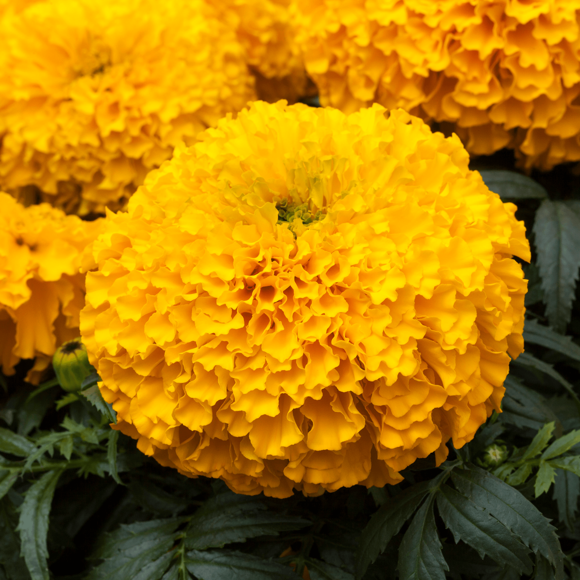 Big Top Gold | Syngenta Flowers