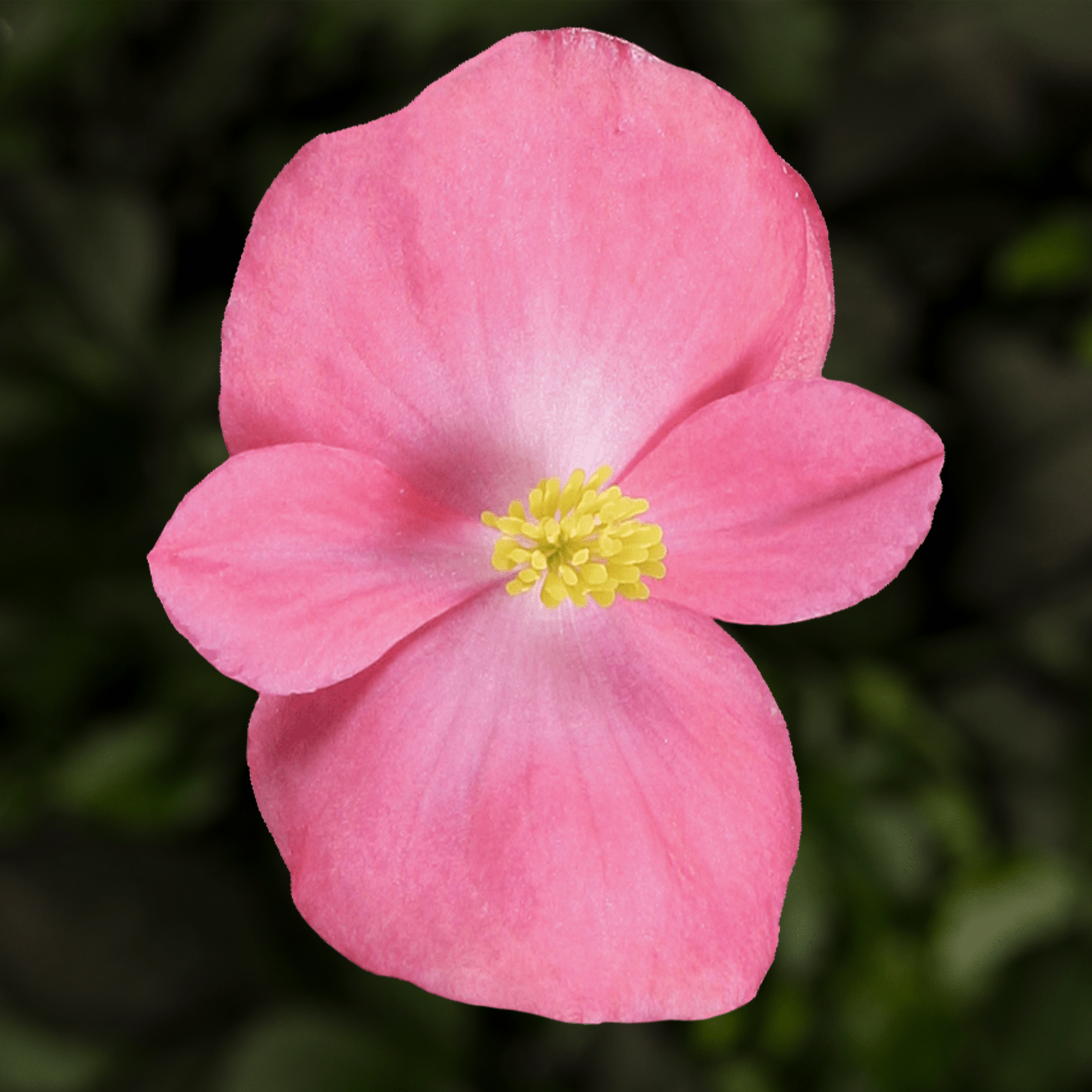 Bada Boom Rose | Syngenta Flowers