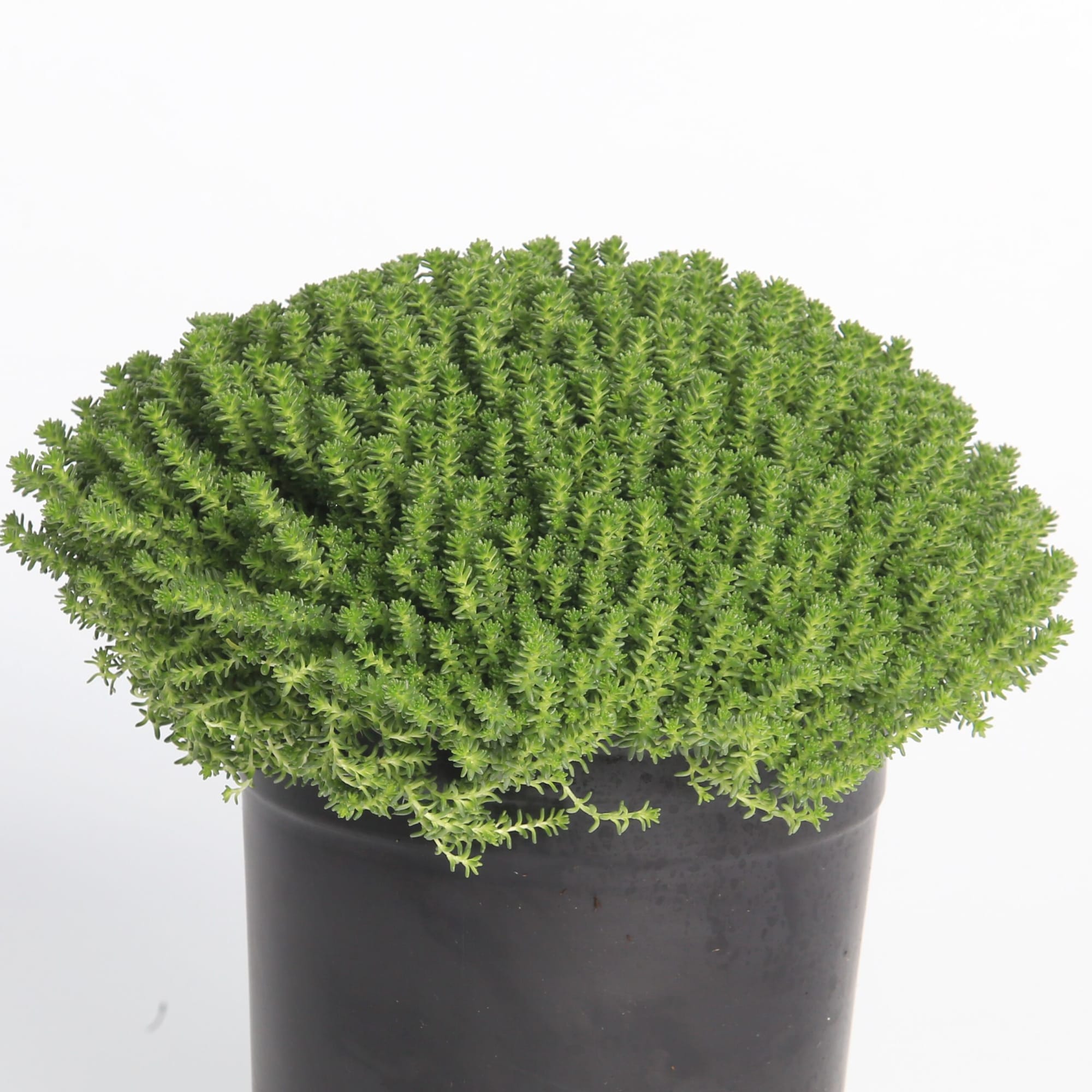 Sedum spurium solarity | Syngenta Flowers