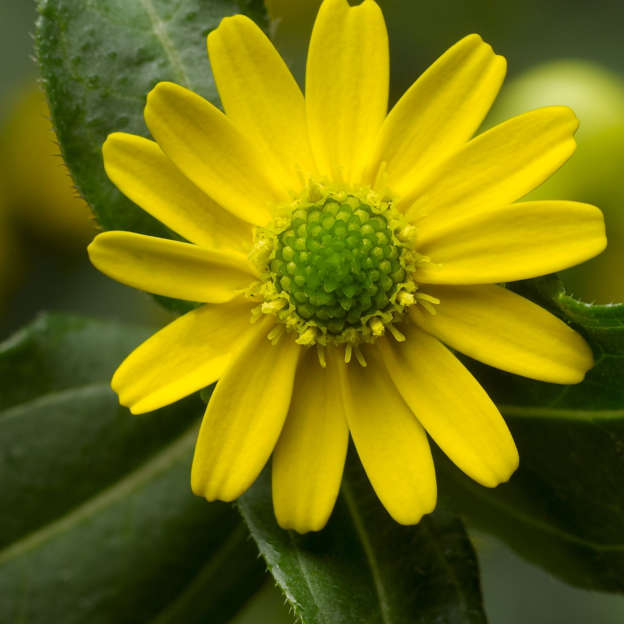 Cuzco Trailing Yellow | Syngenta Flowers
